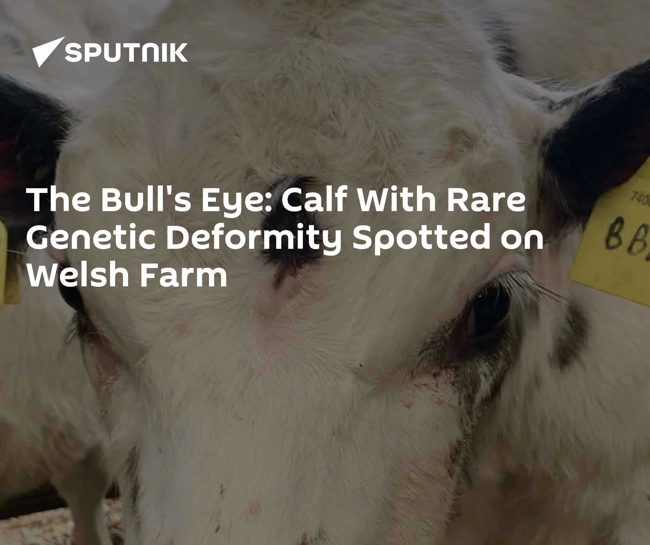 The Bull's Eye: Calf With Rare Genetic Deformity Spotted on Welsh Farm