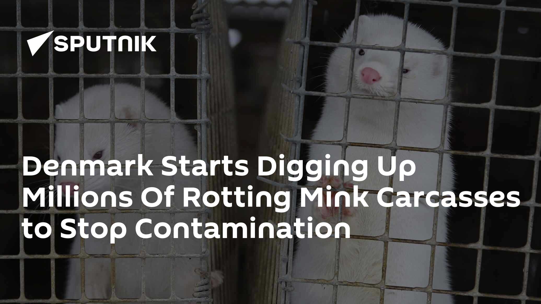 Denmark Starts Digging Up Millions Of Rotting Mink Carcasses to Stop ...