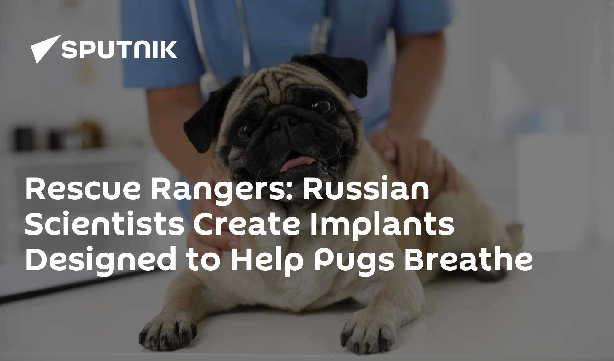 Rescue Rangers: Russian Scientists Create Implants Designed to Help ...