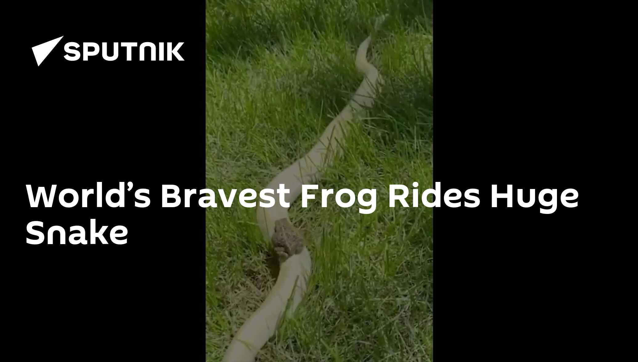 World’s Bravest Frog Rides Huge Snake - 19.05.2021, Sputnik International