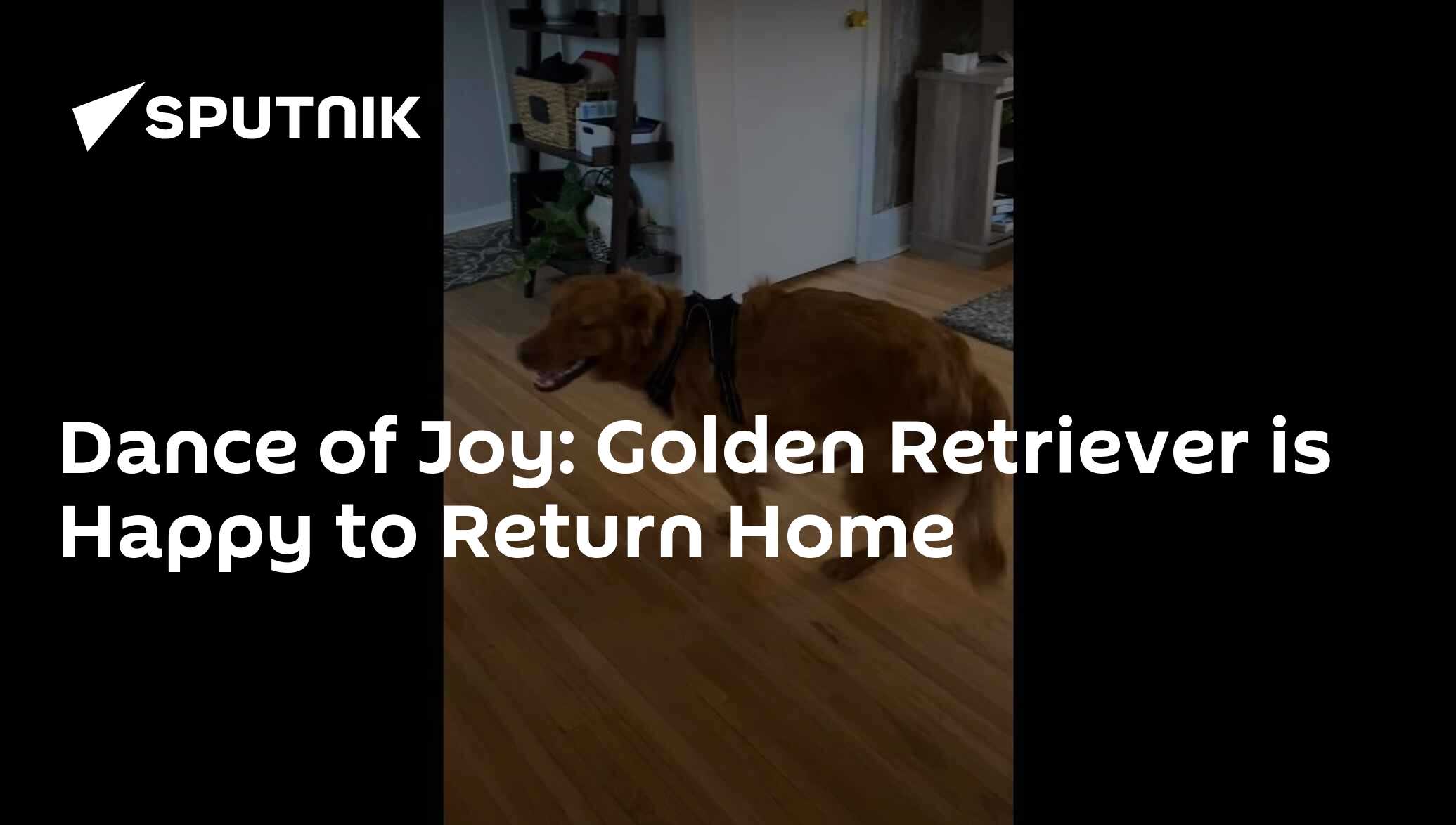 Dance of Joy: Golden Retriever is Happy to Return Home