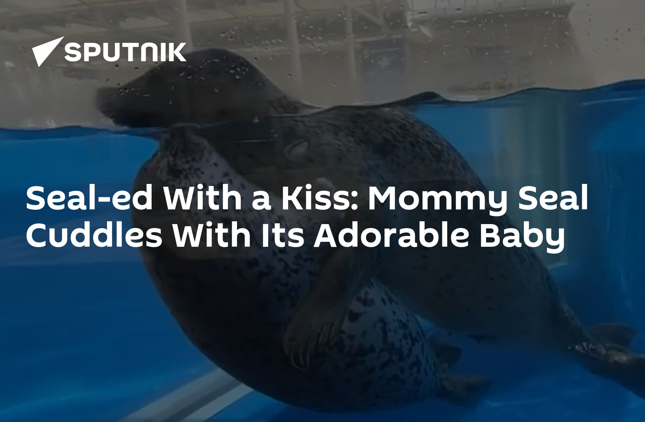 Seal-ed With a Kiss: Mommy Seal Cuddles With Its Adorable Baby