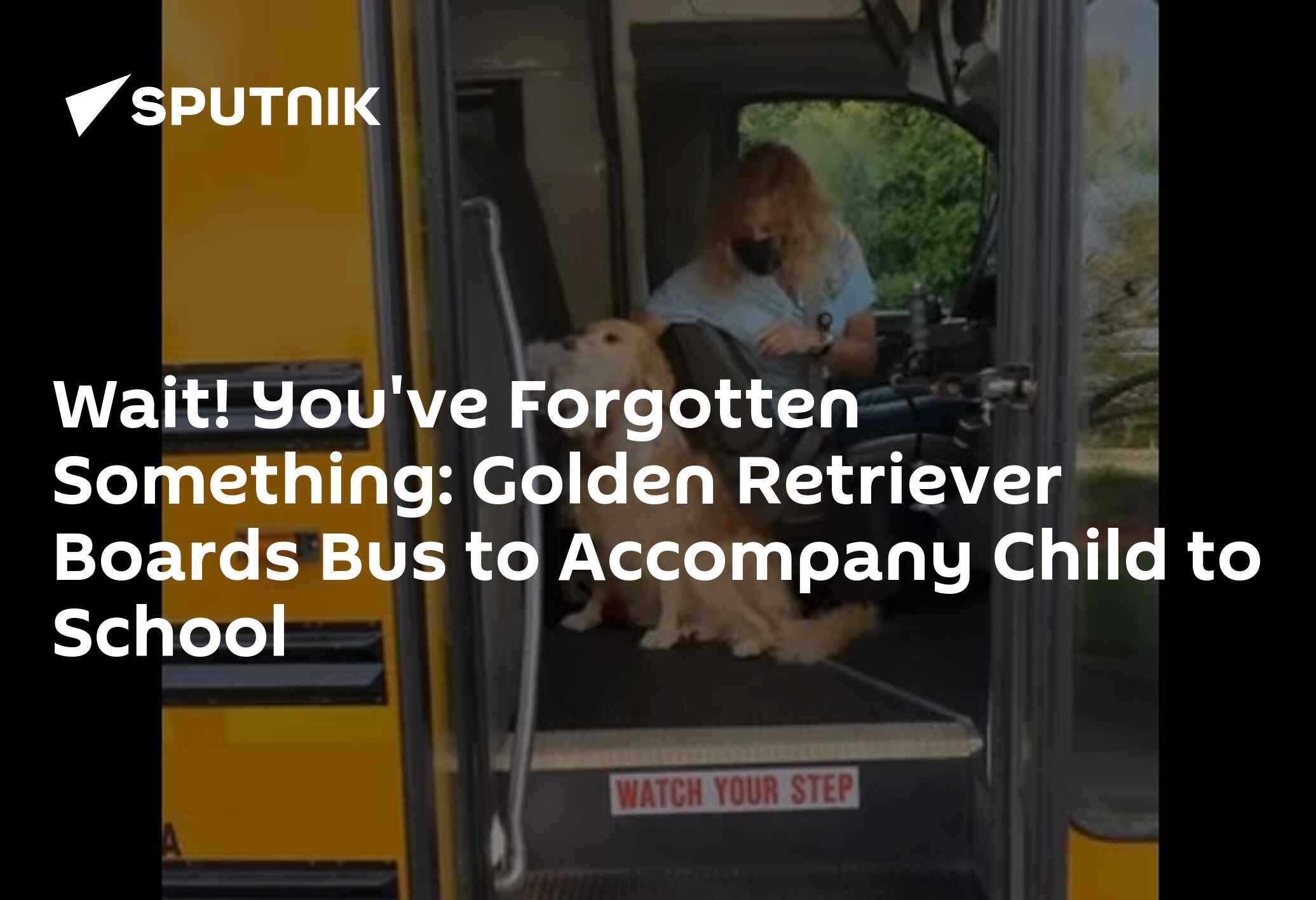 Wait! You've Forgotten Something: Golden Retriever Boards Bus to ...