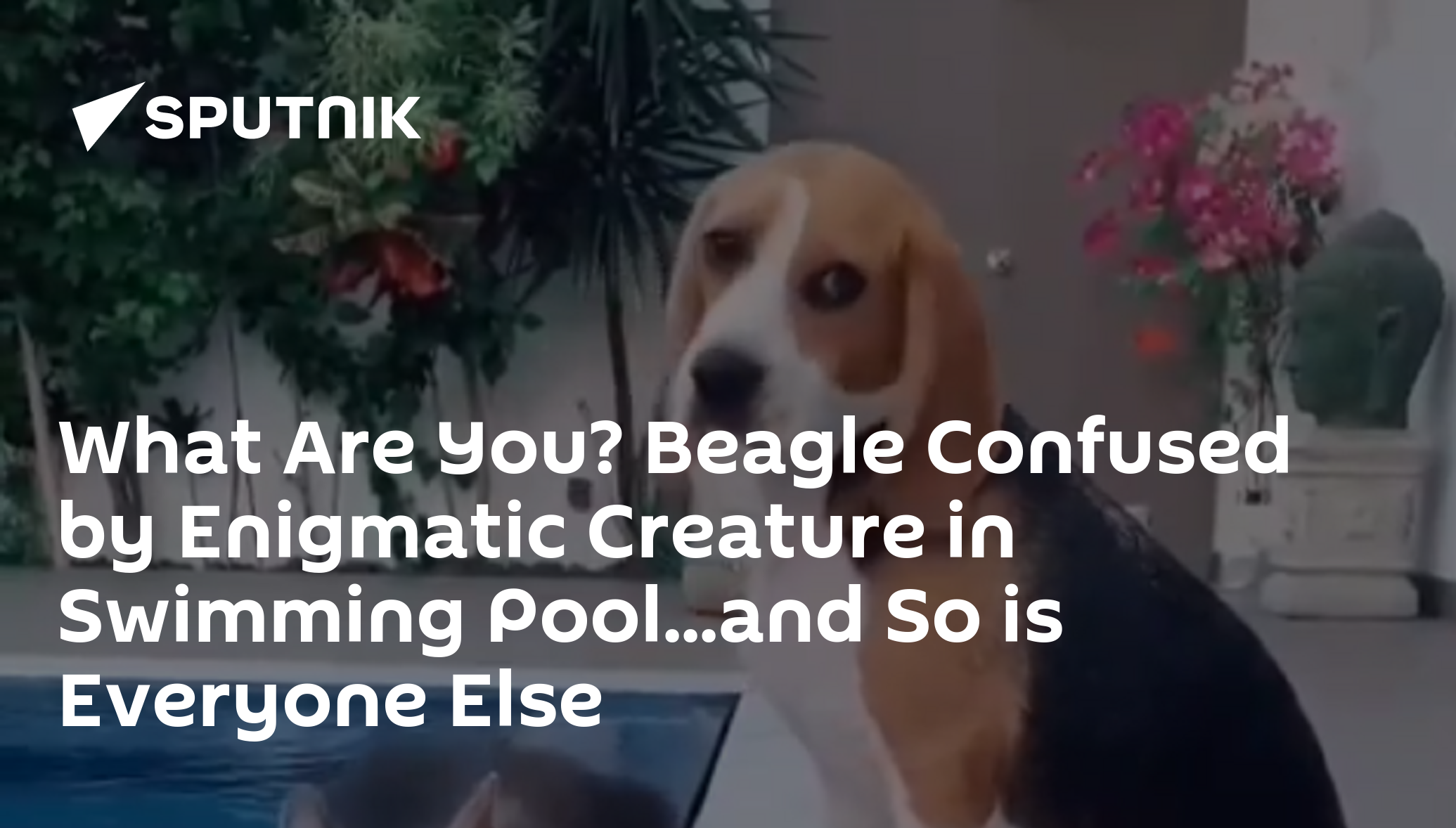 What Are You? Beagle Confused by Enigmatic Creature in Swimming Pool ...