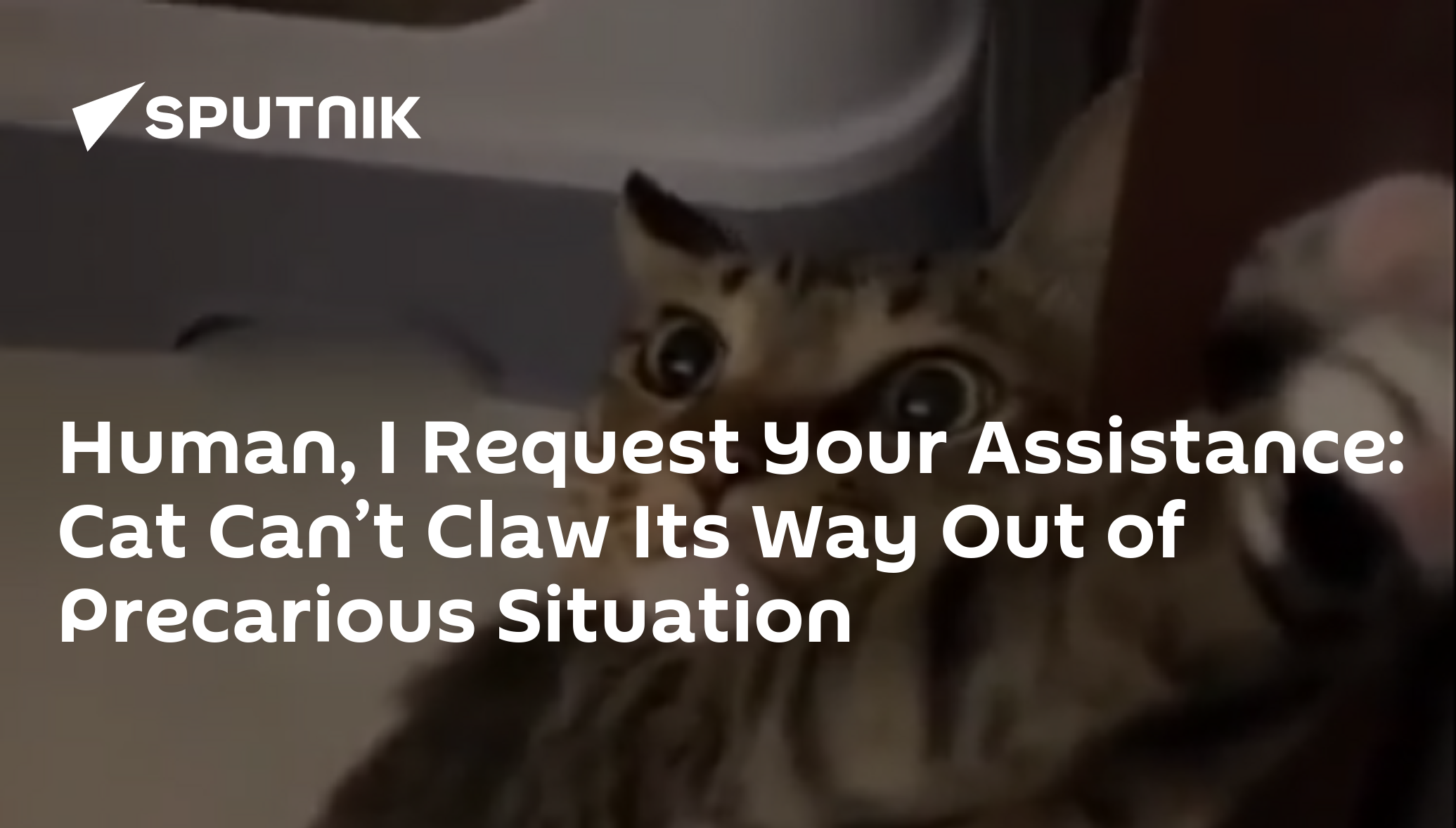 Human, I Request Your Assistance: Cat Can’t Claw Its Way Out of ...