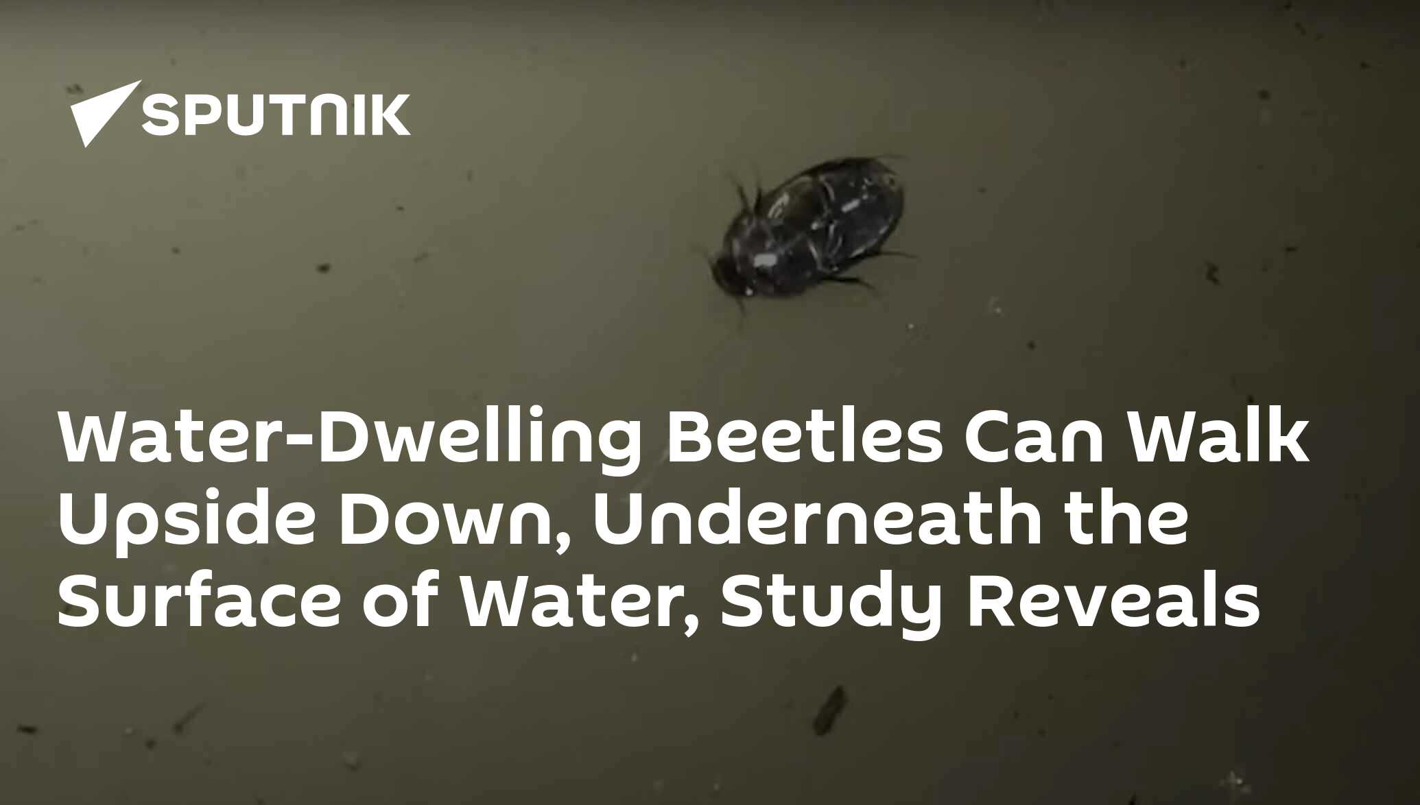 Water-Dwelling Beetles Can Walk Upside Down, Underneath the Surface of ...