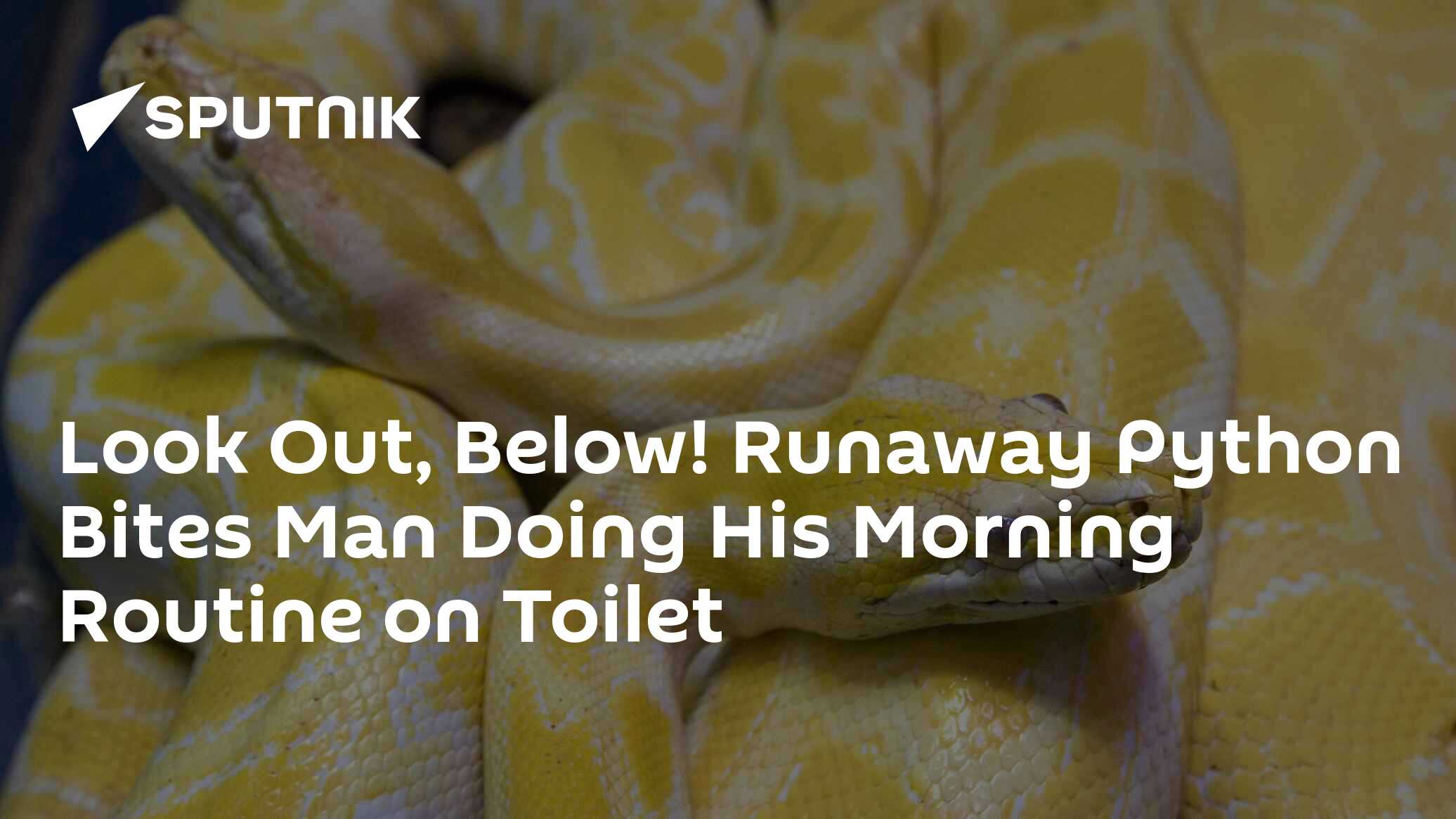 Look Out, Below! Runaway Python Bites Man Doing His Morning Routine on ...