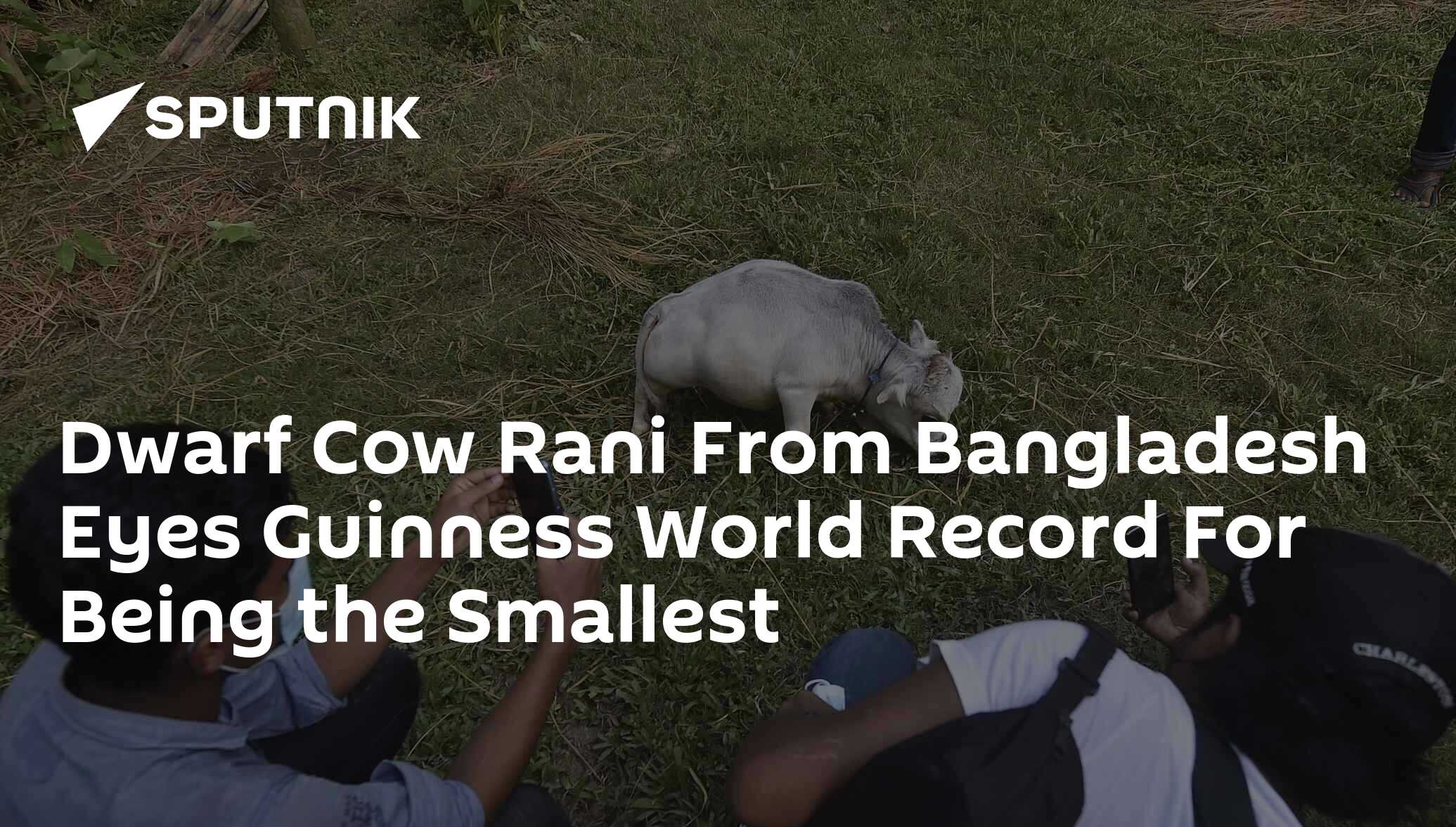 Dwarf Cow Rani From Bangladesh Eyes Guinness World Record For Being the ...