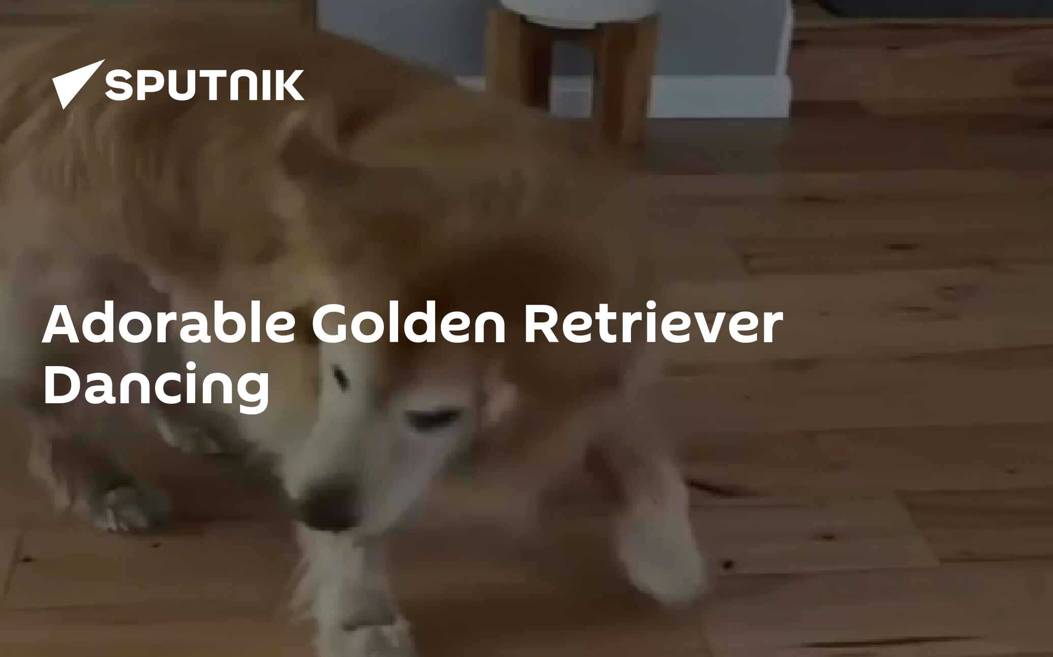 Adorable Golden Retriever Dancing - 11.07.2021, Sputnik International