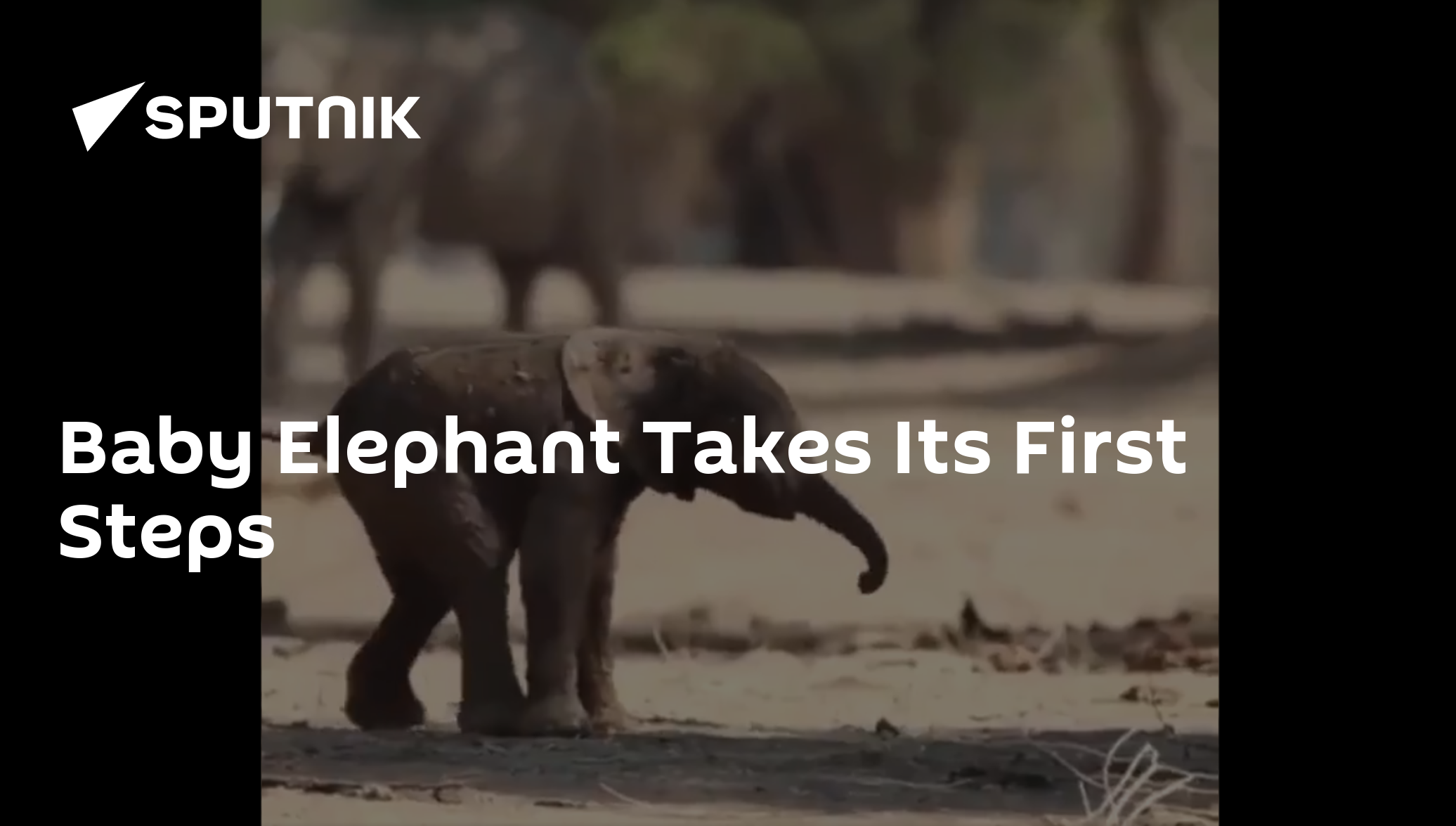 Baby Elephant Takes Its First Steps