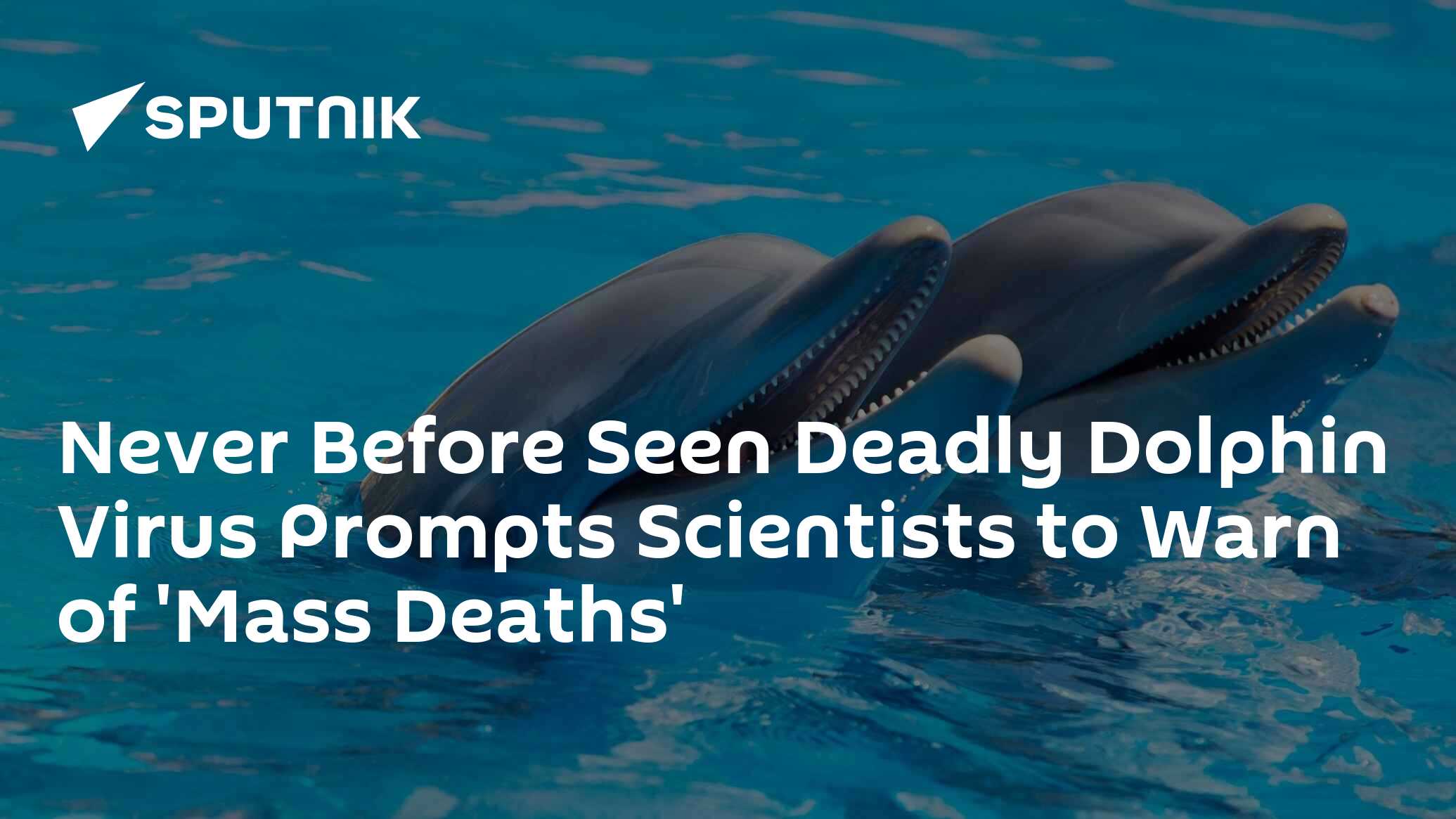Never Before Seen Deadly Dolphin Virus Prompts Scientists to Warn of ... Never Before Seen Deadly Dolphin Virus Prompts Scientists to Warn of ...