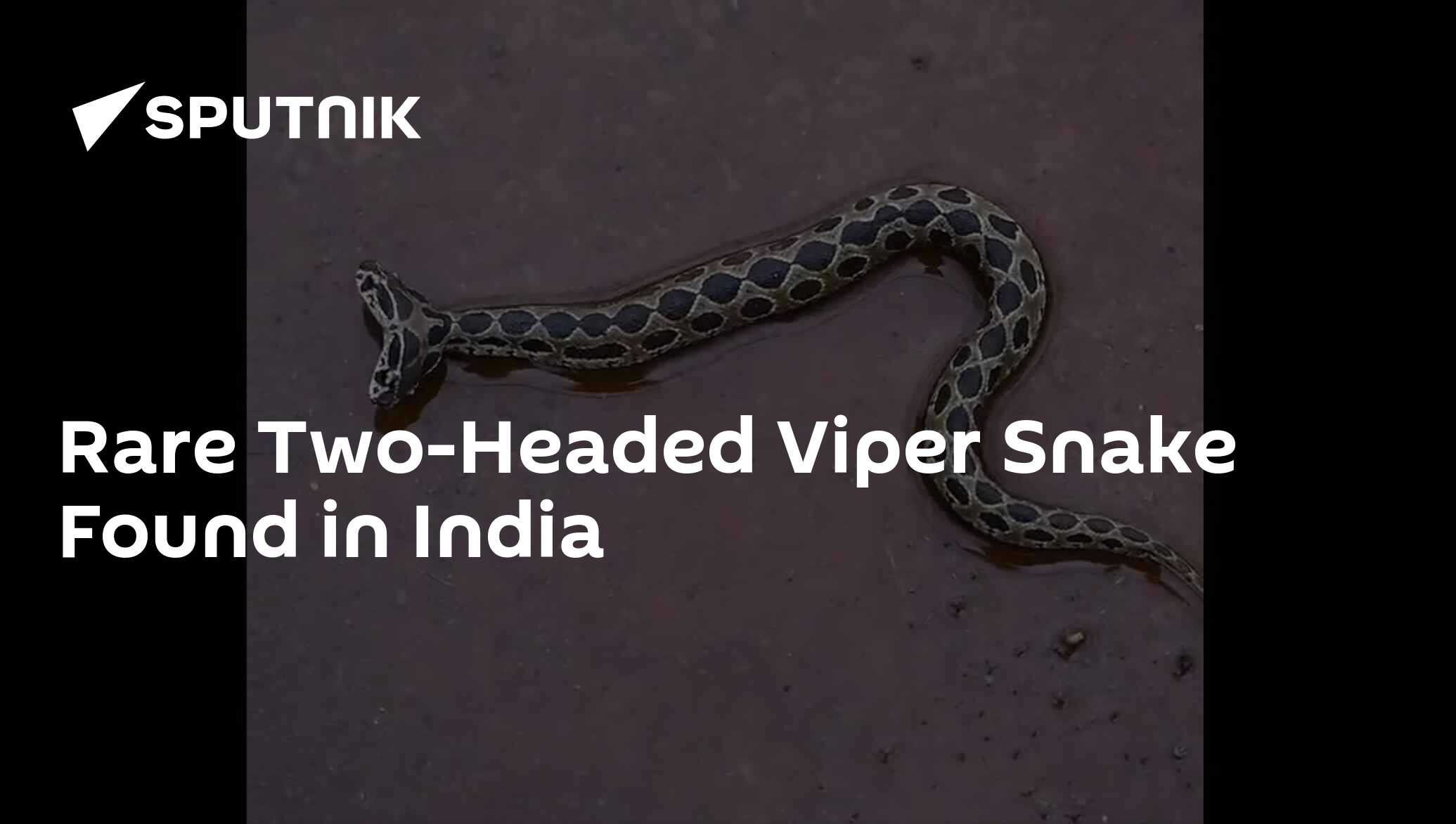 Rare Two-Headed Viper Snake Found in India - 19.08.2021, Sputnik ...