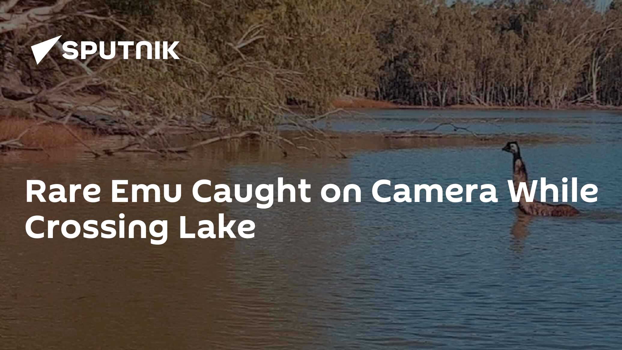 Rare Emu Caught on Camera While Crossing Lake - 31.08.2021, Sputnik ...