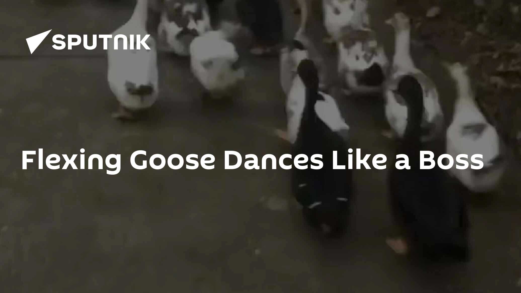 Flexing Goose Dances Like a Boss - 01.09.2021, Sputnik International