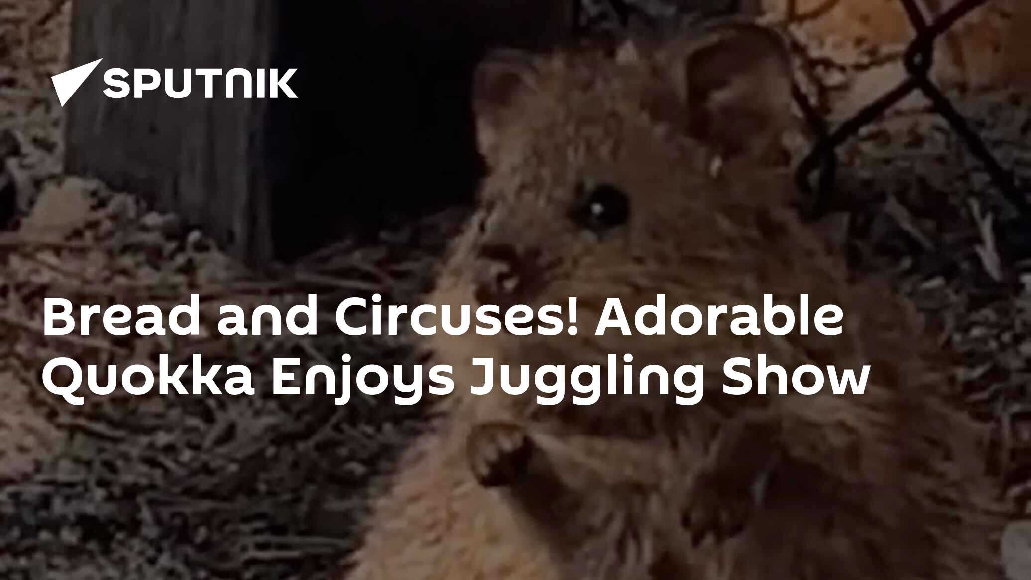 Bread and Circuses! Adorable Quokka Enjoys Juggling Show - 16.09.2021 ...