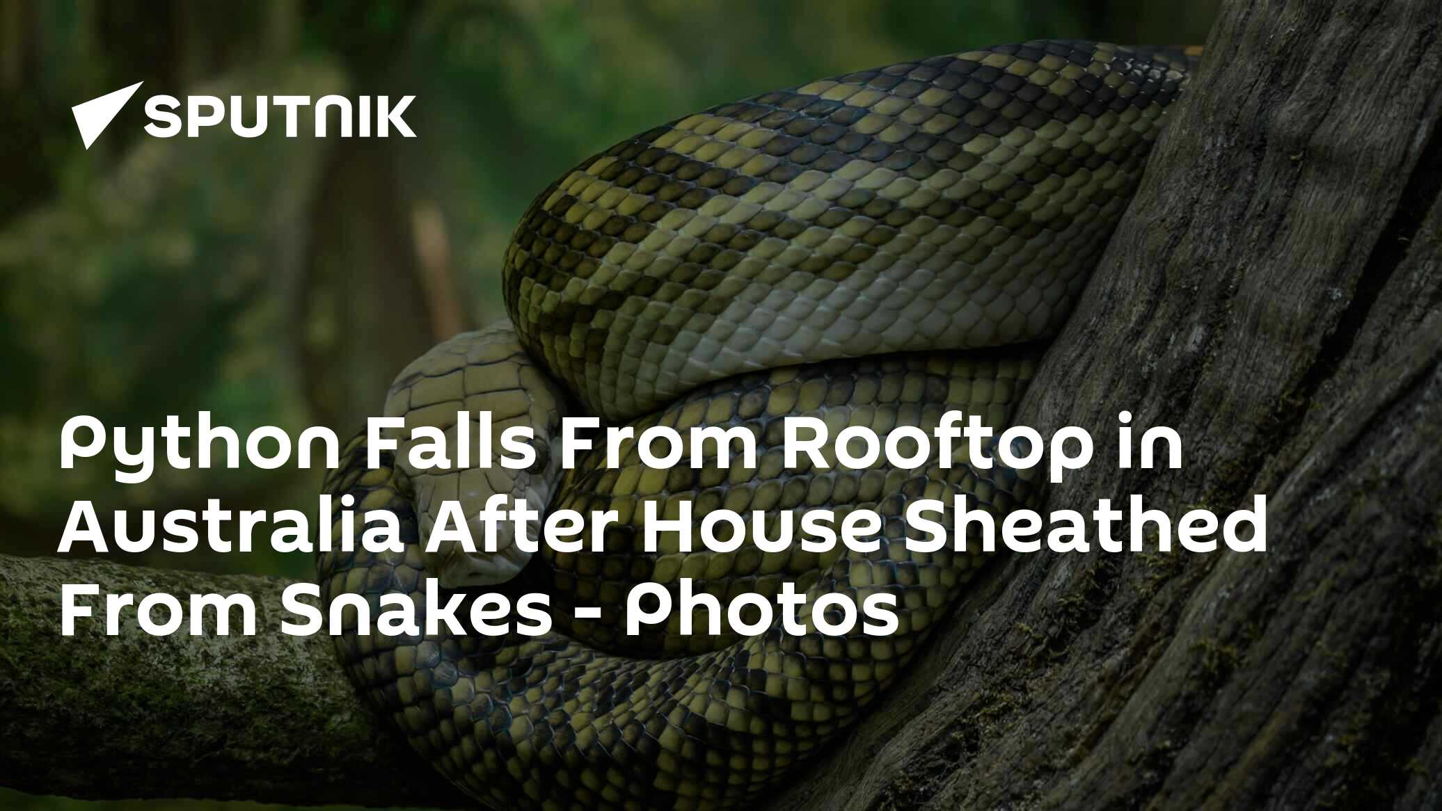 Python Falls From Rooftop in Australia After House Sheathed From Snakes ...