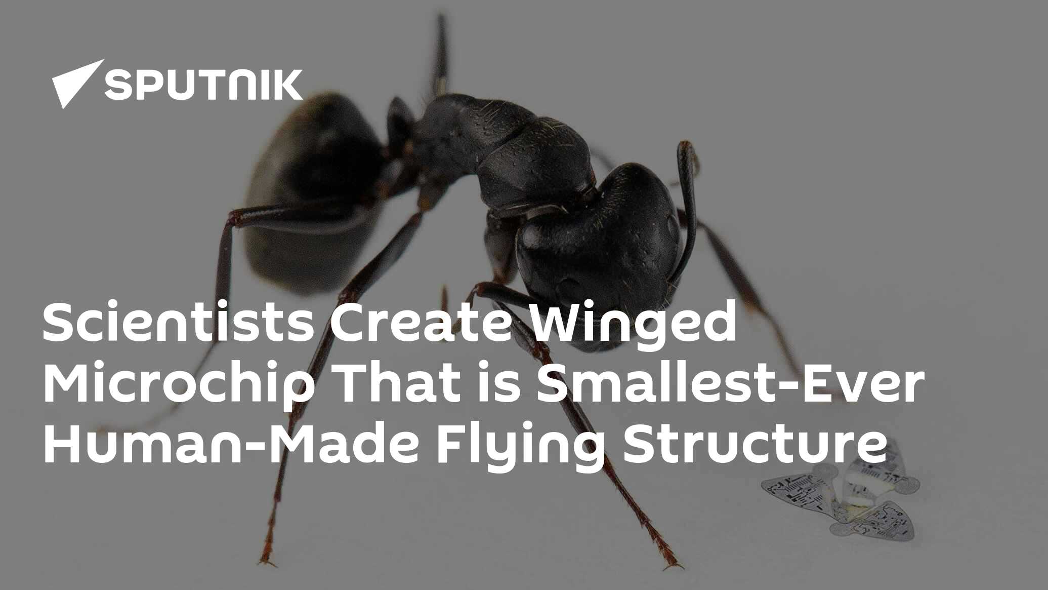 Scientists Create Winged Microchip That is Smallest-Ever Human-Made ...