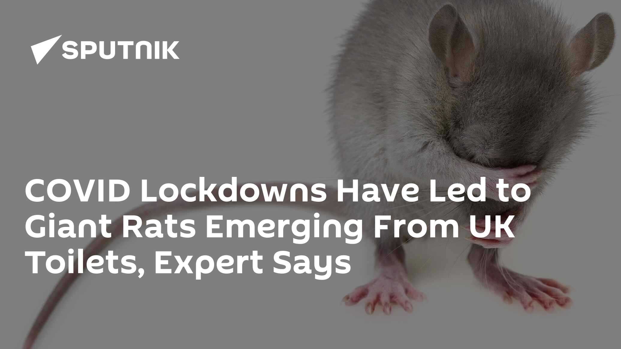 COVID Lockdowns Have Led to Giant Rats Emerging From UK Toilets, Expert ...