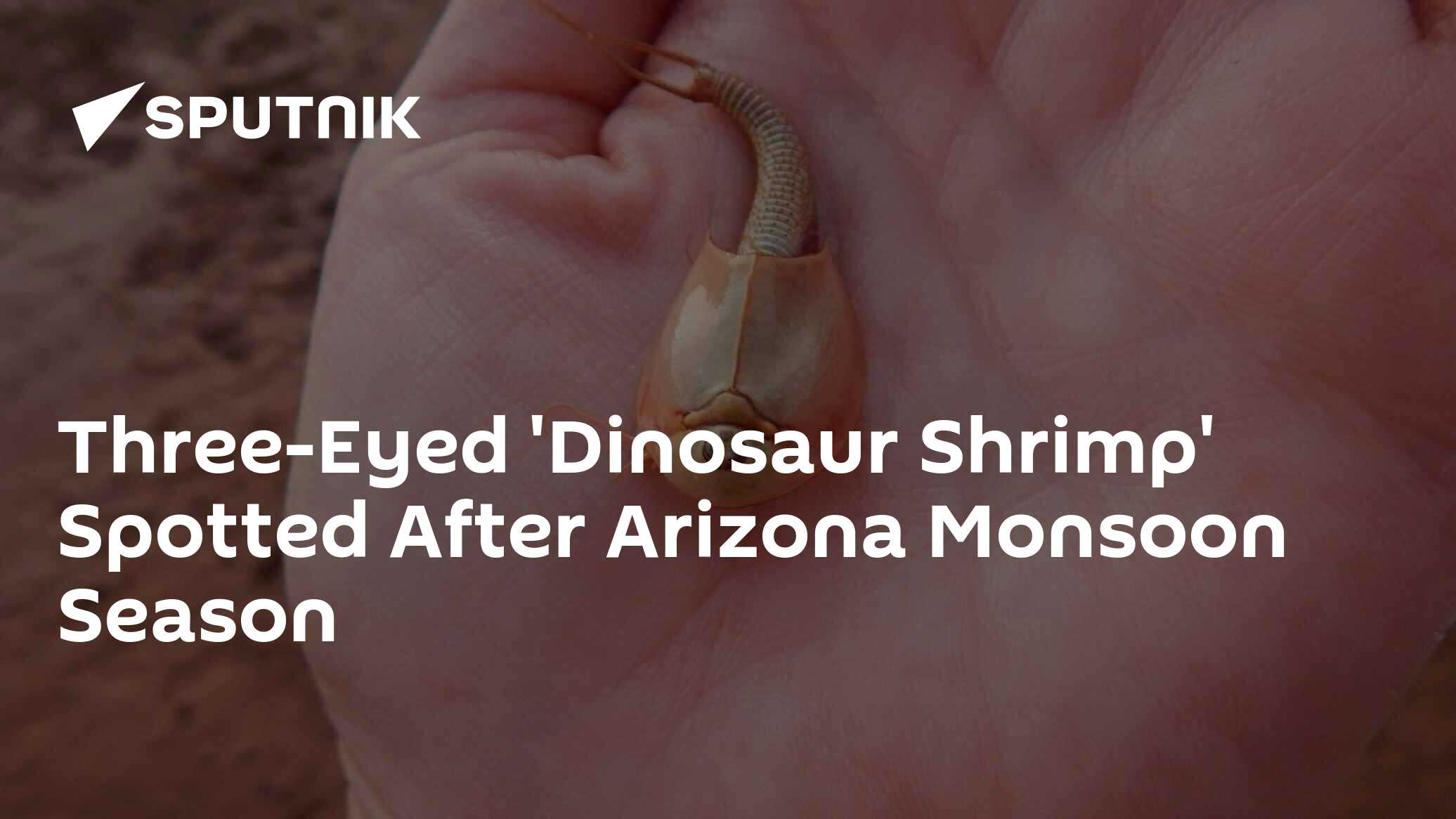 Three-Eyed 'Dinosaur Shrimp' Spotted After Arizona Monsoon Season - 06. ...