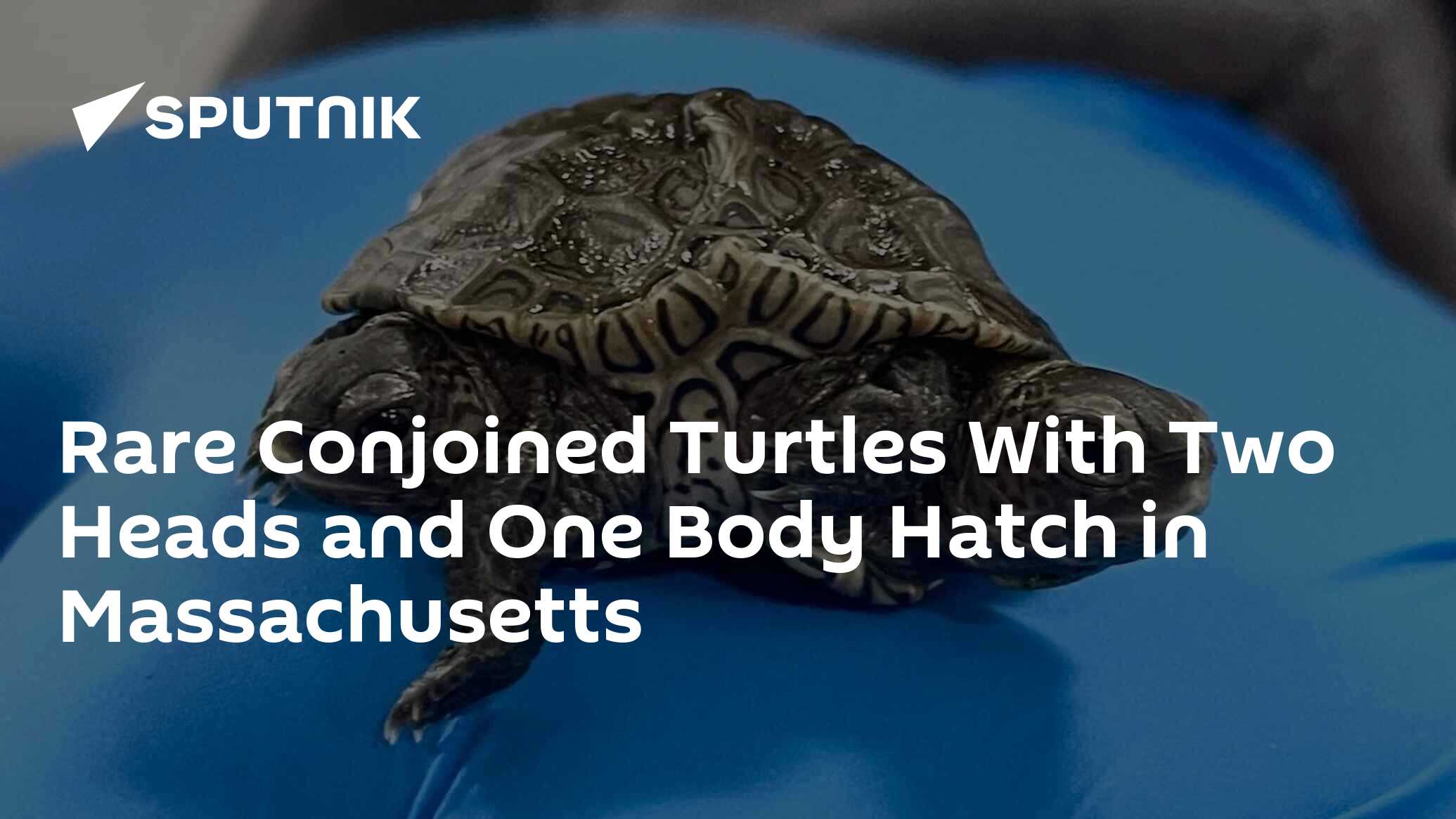 Rare Conjoined Turtles With Two Heads and One Body Hatch in ...