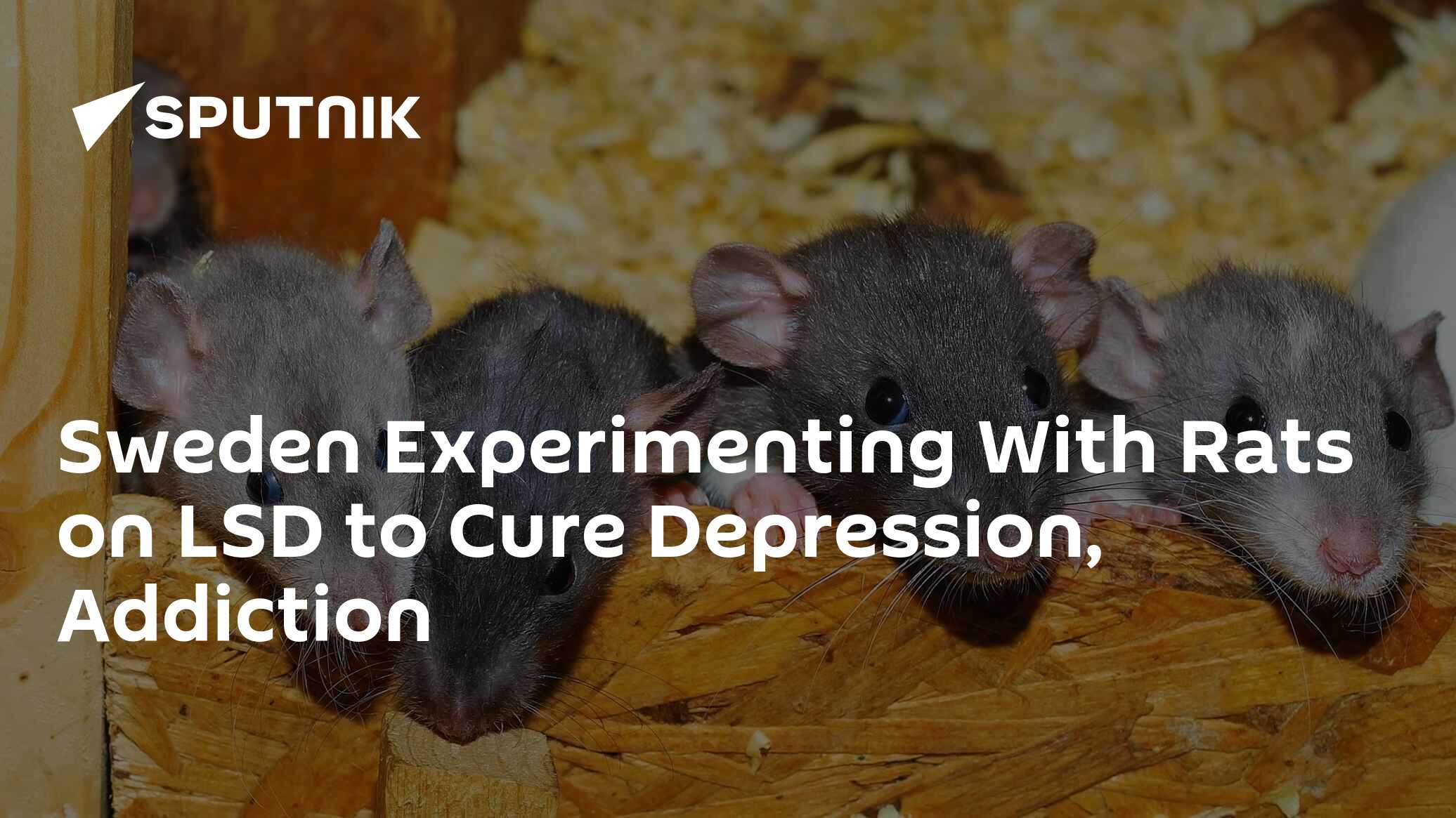 Sweden Experimenting With Rats on LSD to Cure Depression, Addiction ...