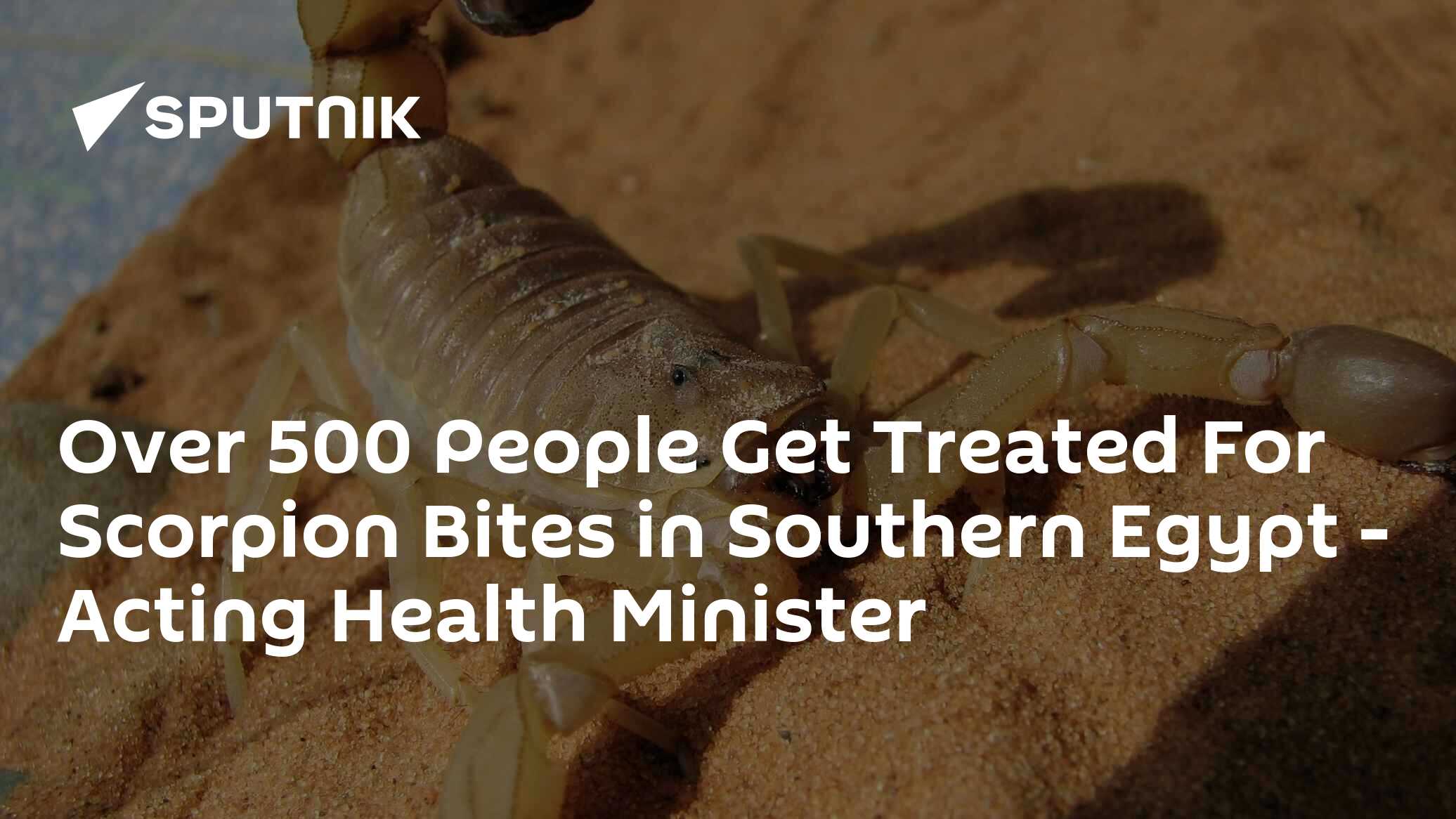 Over 500 People Get Treated For Scorpion Bites in Southern Egypt ...