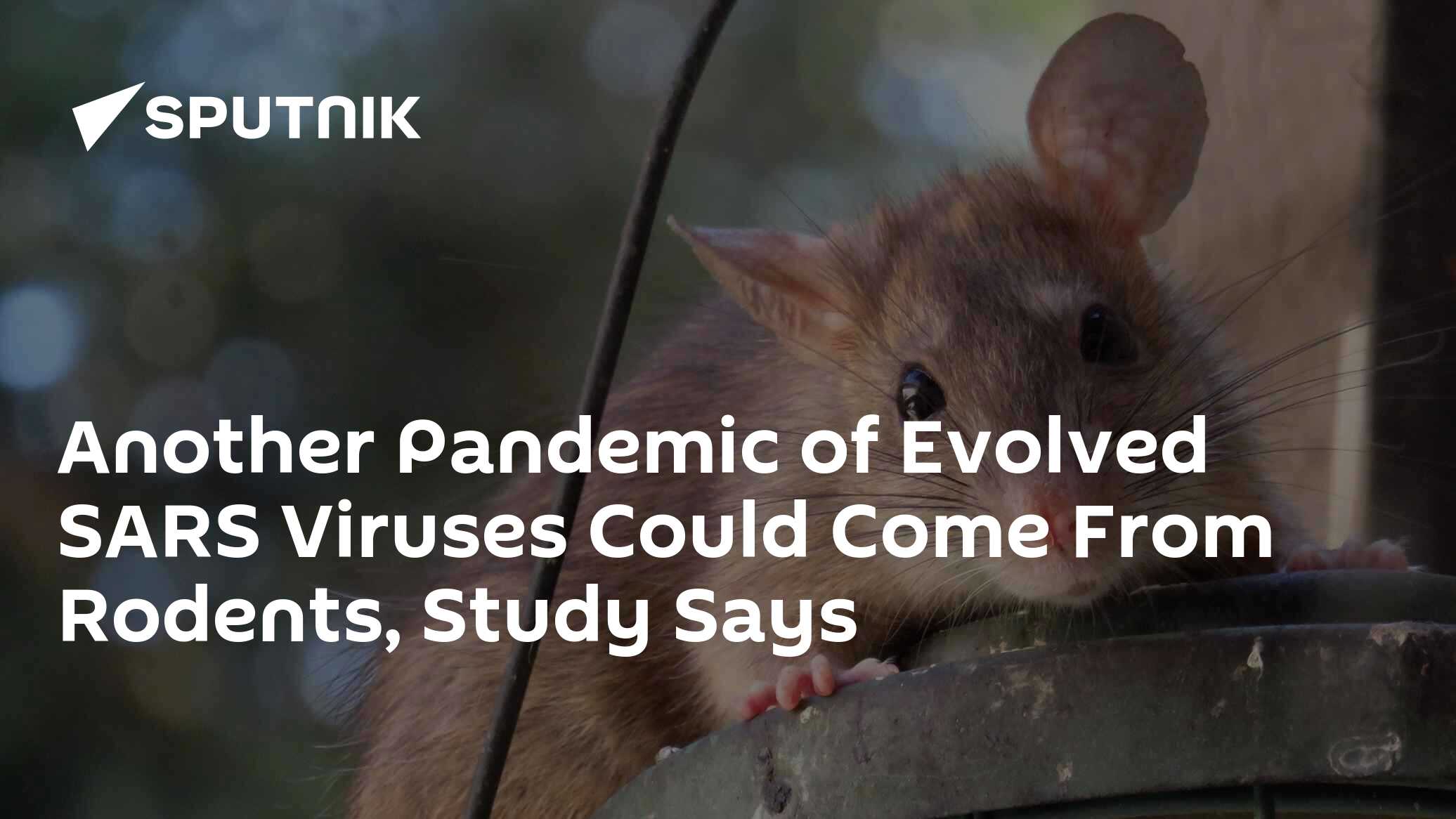 New Pandemic of Evolved SARS Viruses Could Come From Rodents, Study Says