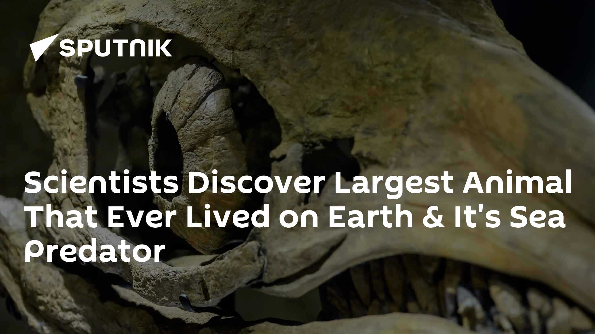 Scientists Discover Largest Animal That Ever Lived on Earth & It's Sea ...