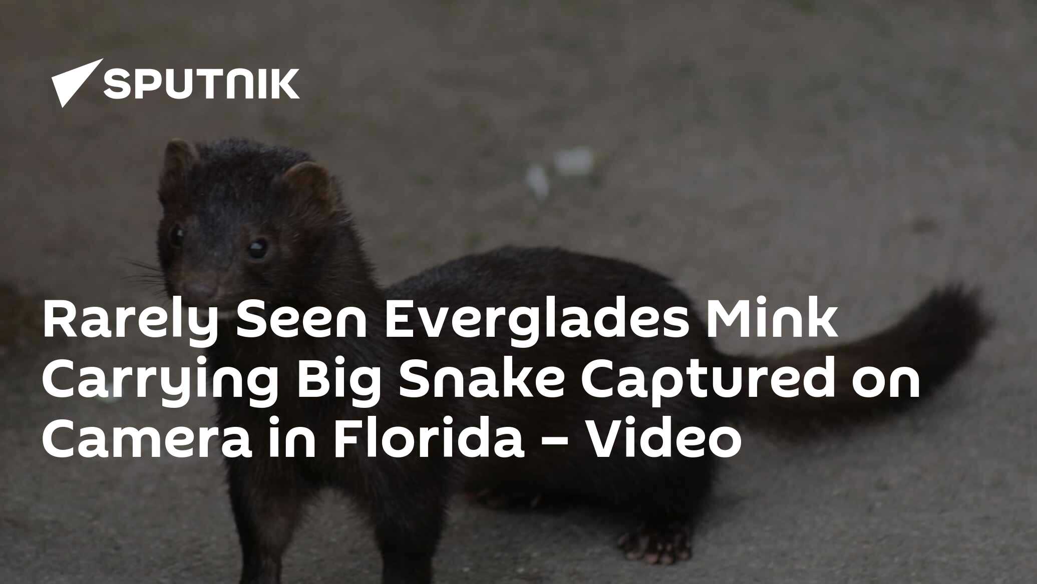 Rarely Seen Everglades Mink Carrying Big Snake Captured on Camera in ...