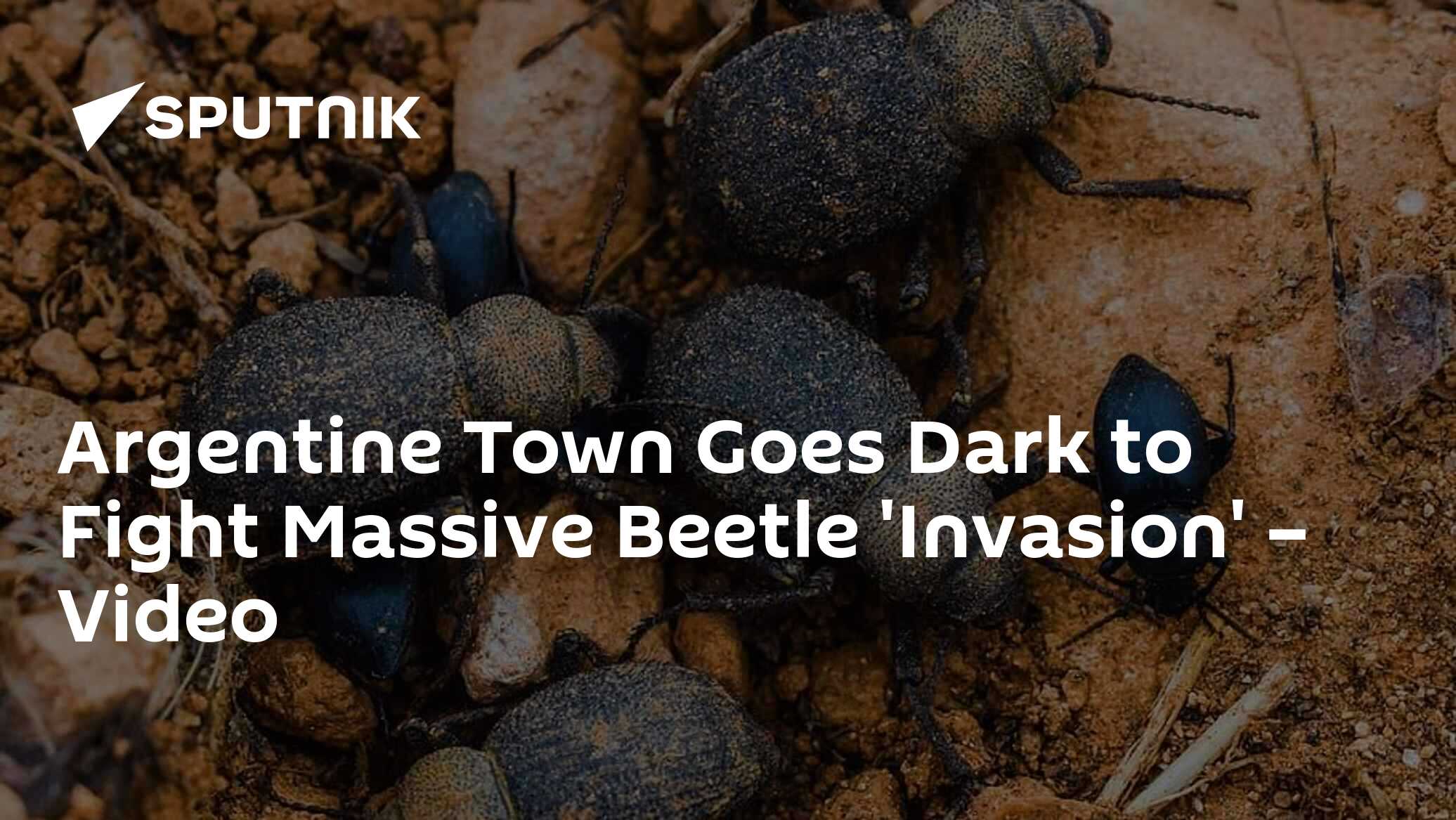 Argentine Town Goes Dark to Fight Massive Beetle 'Invasion' – Video ...