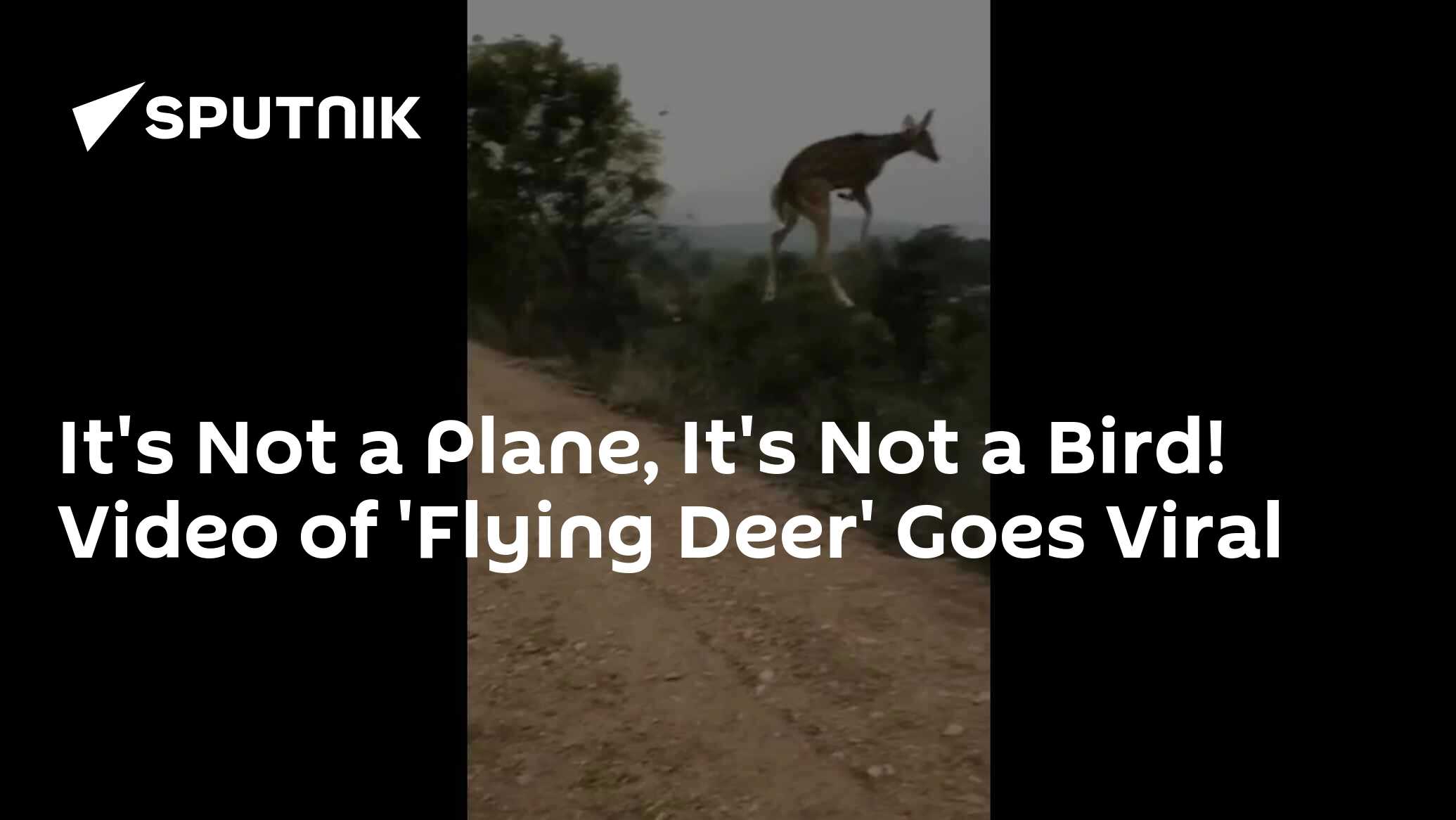 It's Not a Plane, It's Not a Bird! Video of 'Flying Deer' Goes Viral ...