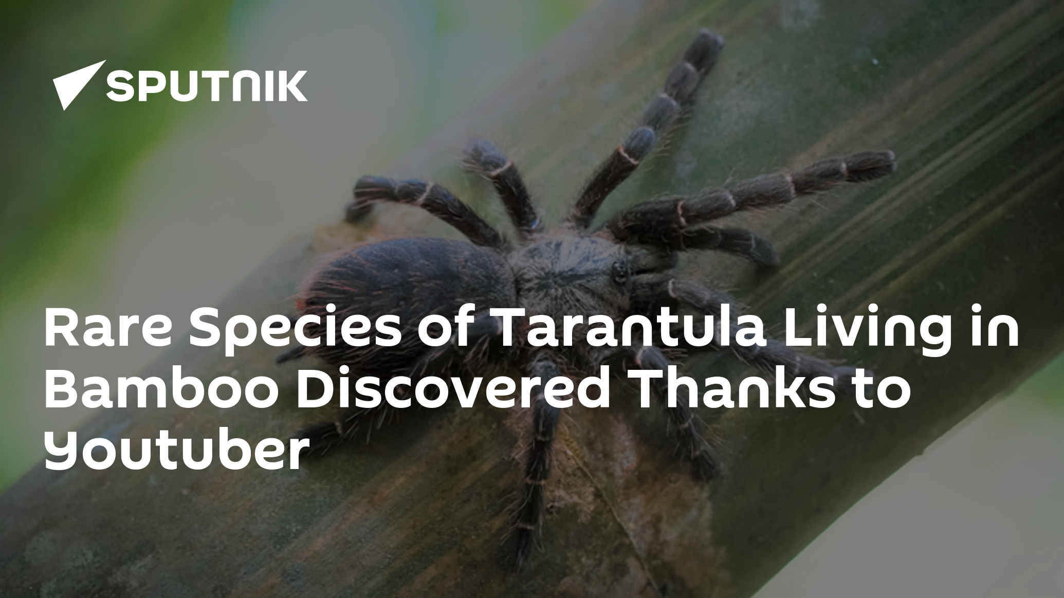 Rare Species of Tarantula Living in Bamboo Discovered Thanks to ...