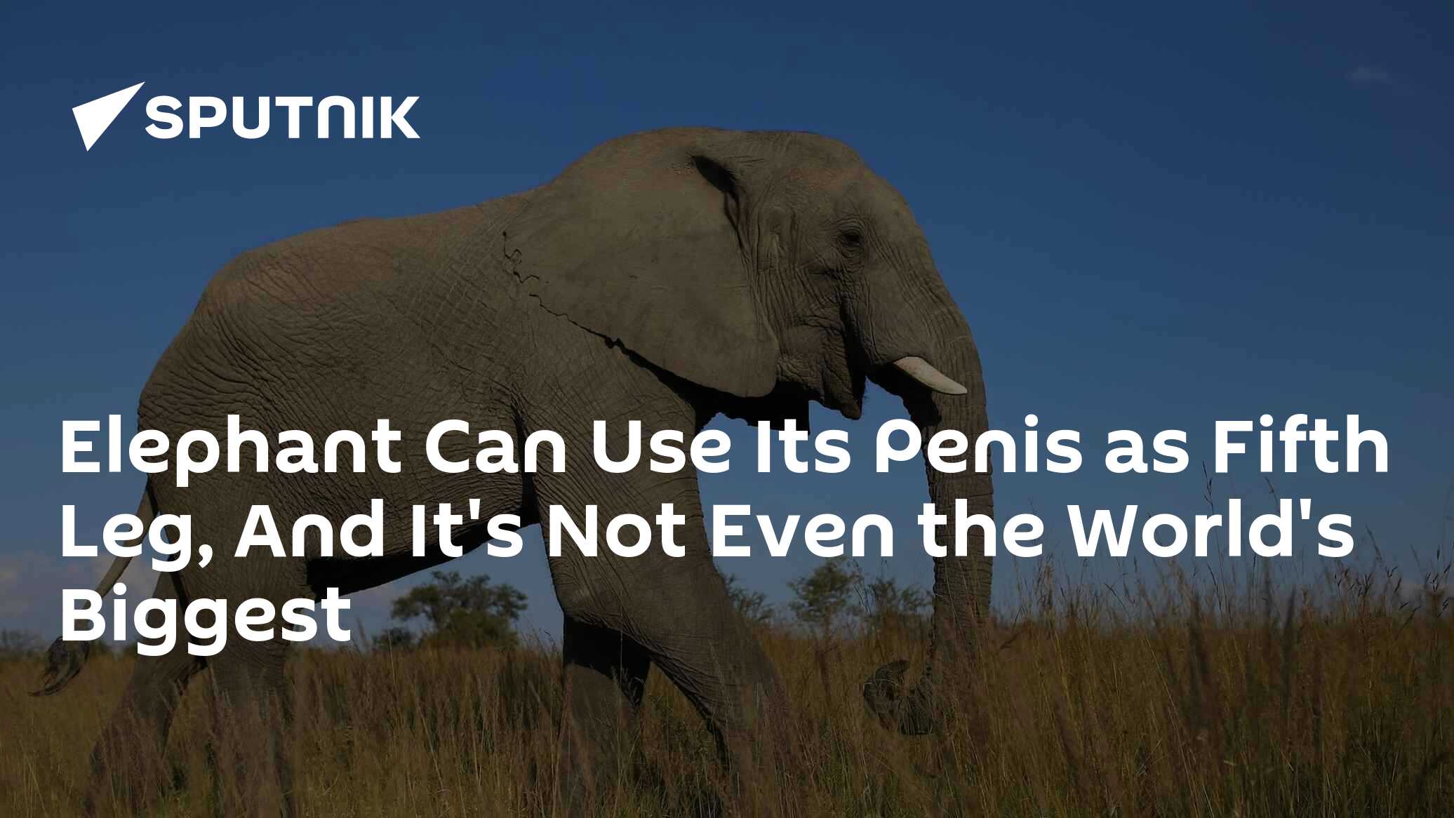 Elephant Can Use Its Penis as Fifth Leg, And It's Not Even the World's ...