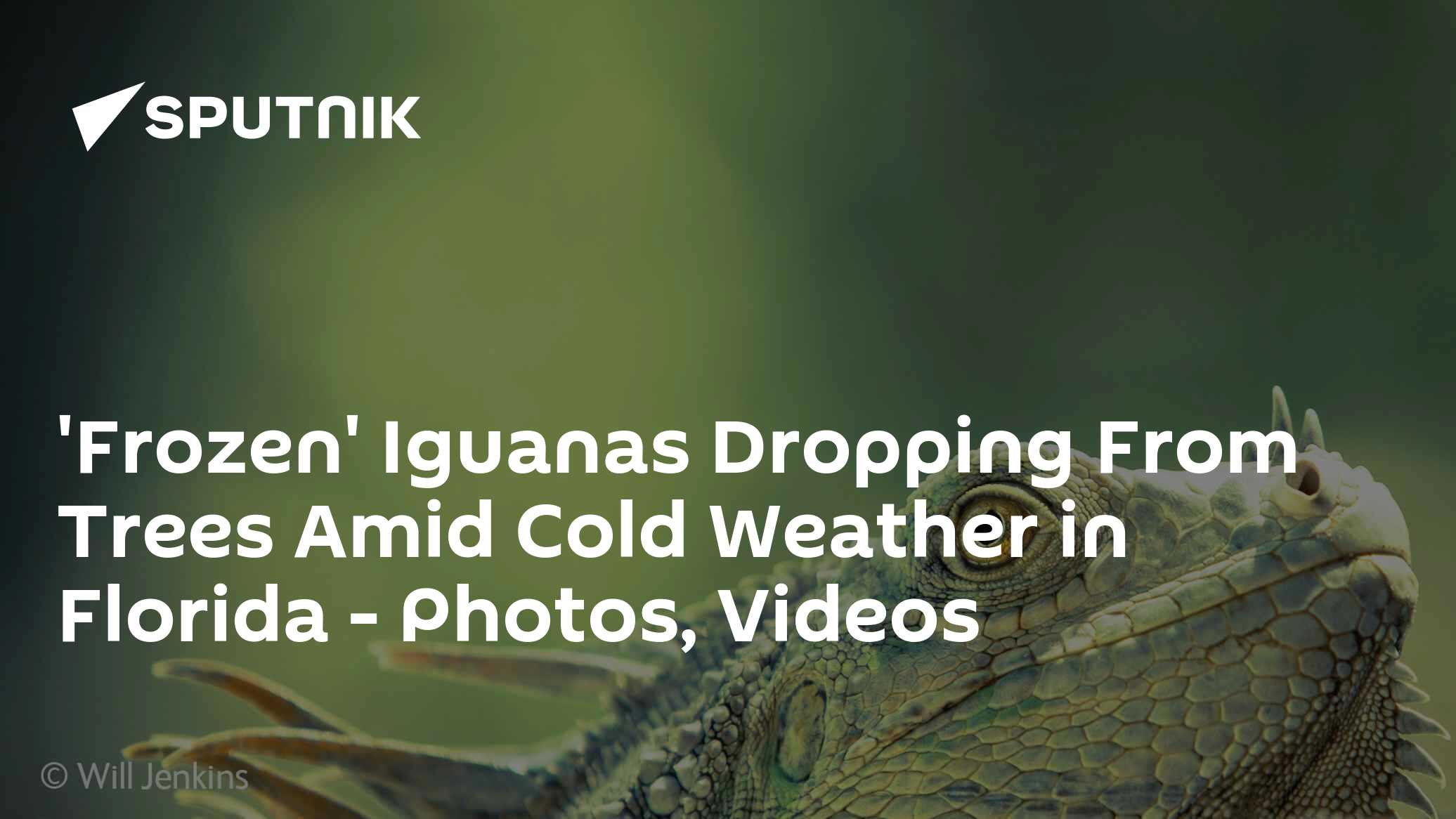 'Frozen' Iguanas Dropping From Trees Amid Cold Weather in Florida ...