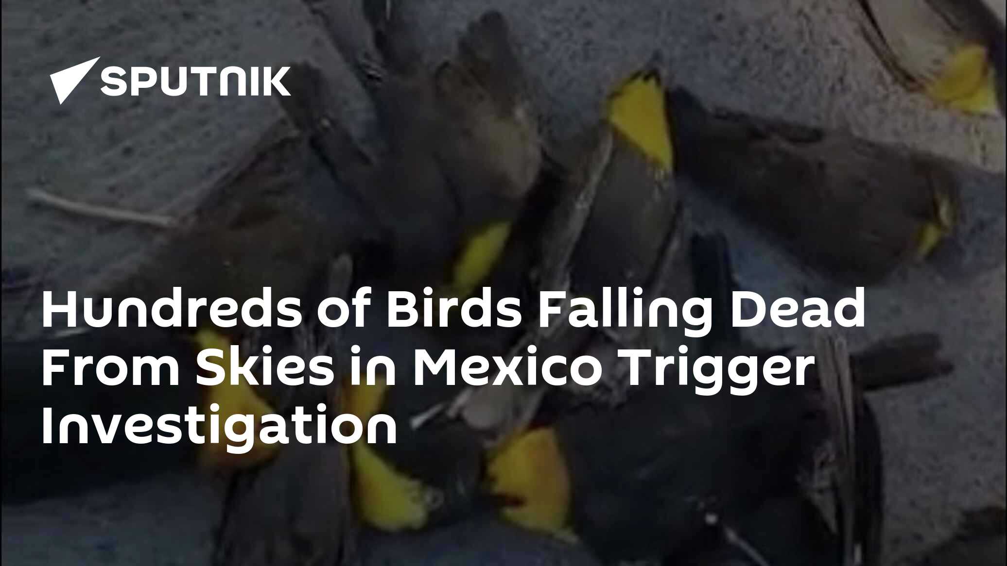 Hundreds of Birds Falling Dead From Skies in Mexico Trigger ...