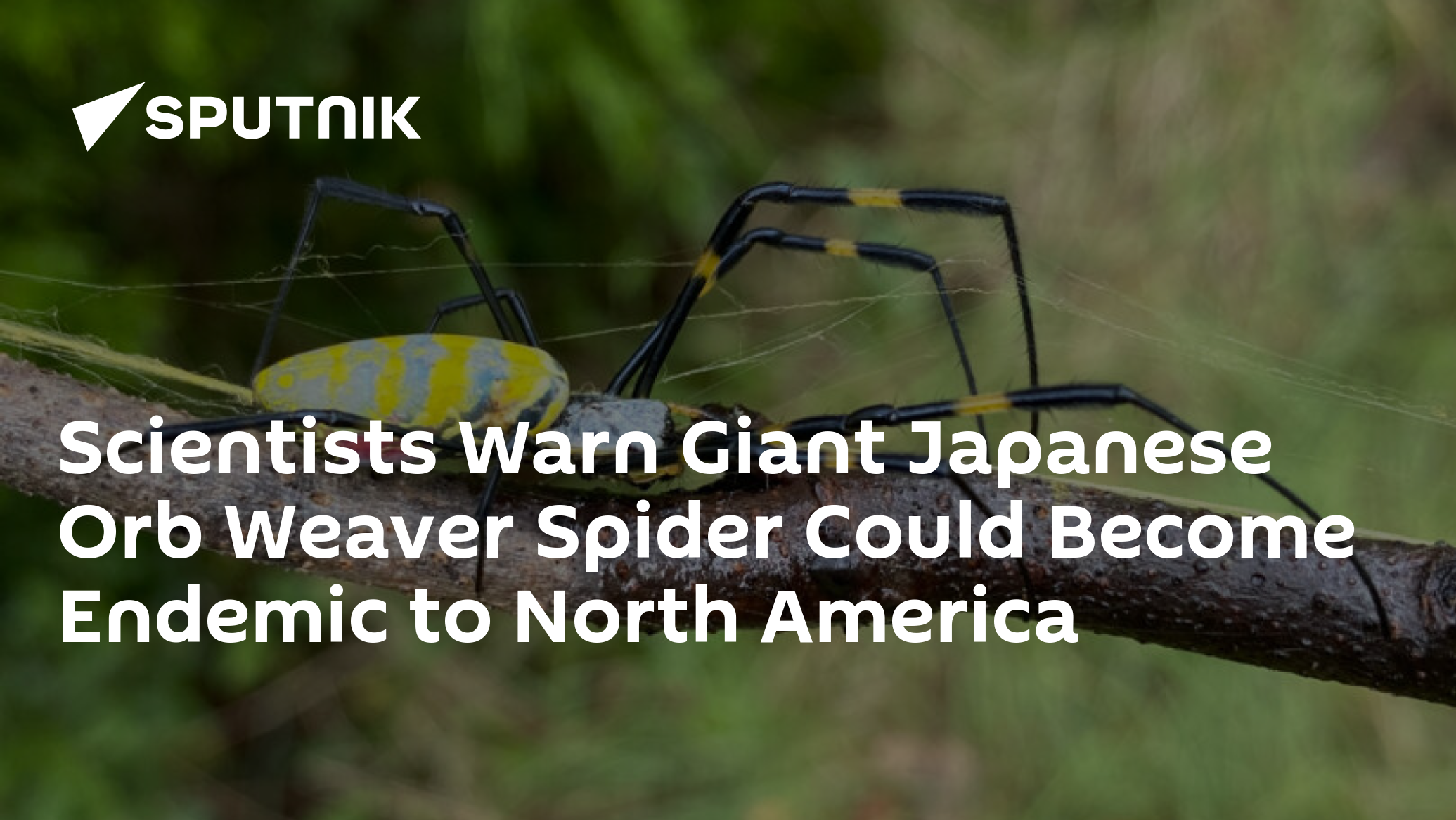 Scientists Warn Giant Japanese Orb Weaver Spider Could Become Endemic ...