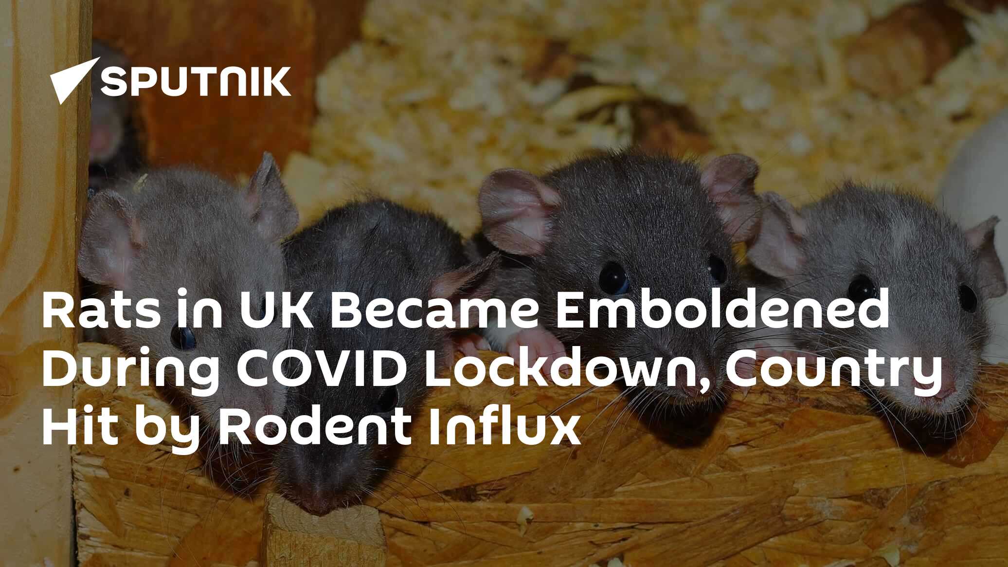 Rats in UK Became Emboldened During COVID Lockdown, Country Hit by ...