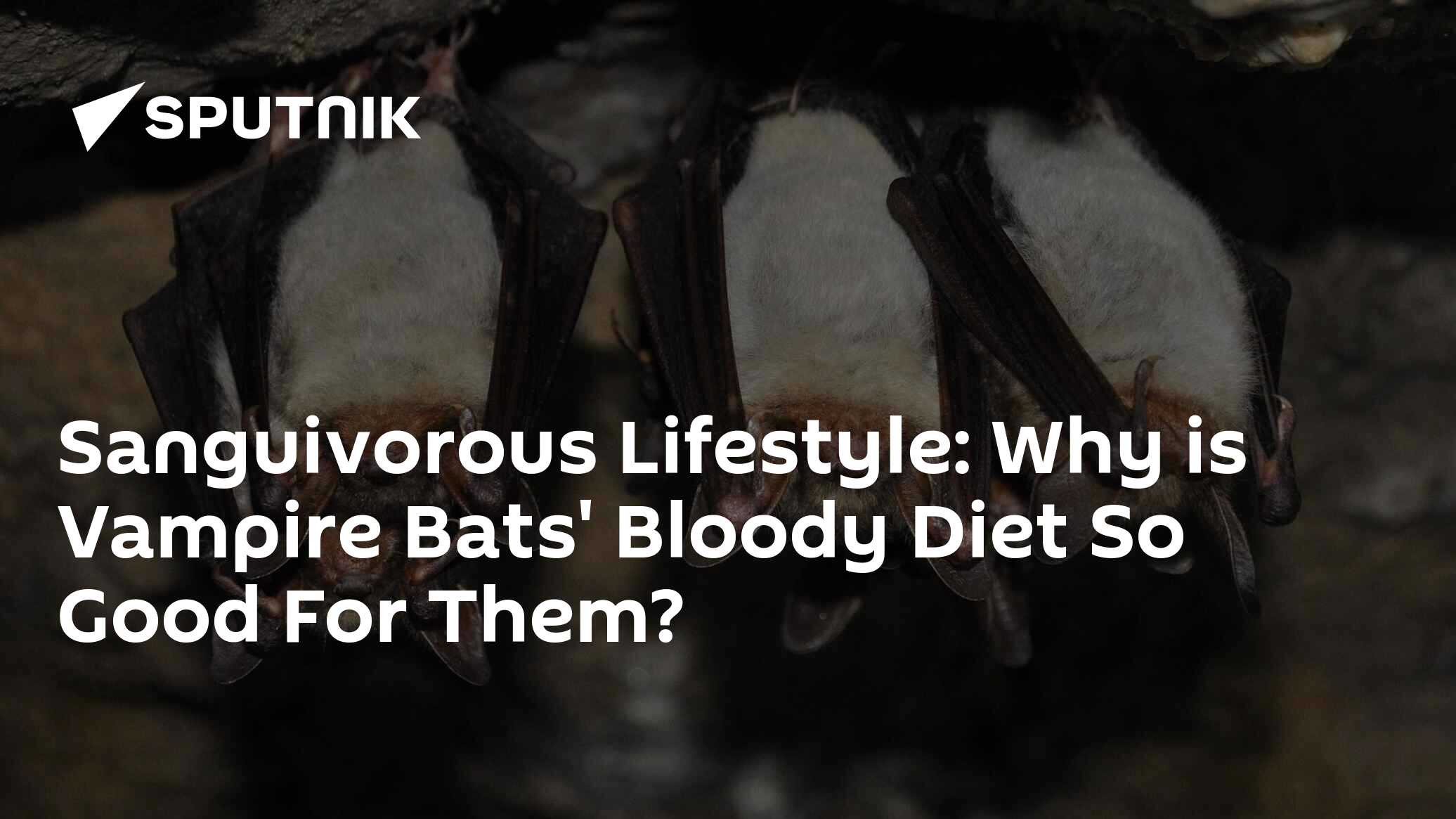 Sanguivorous Lifestyle: Why is Vampire Bats' Bloody Diet So Good For ...