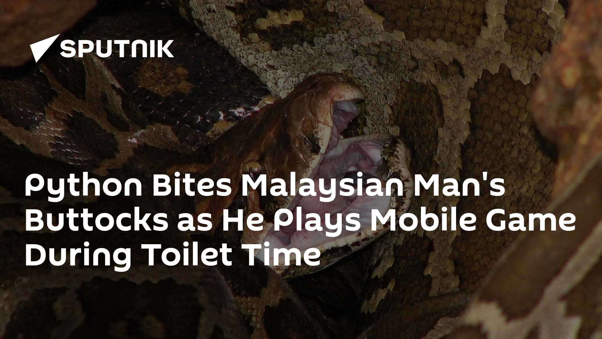 Python Bites Malaysian Man's Buttocks as He Plays Mobile Game During ...