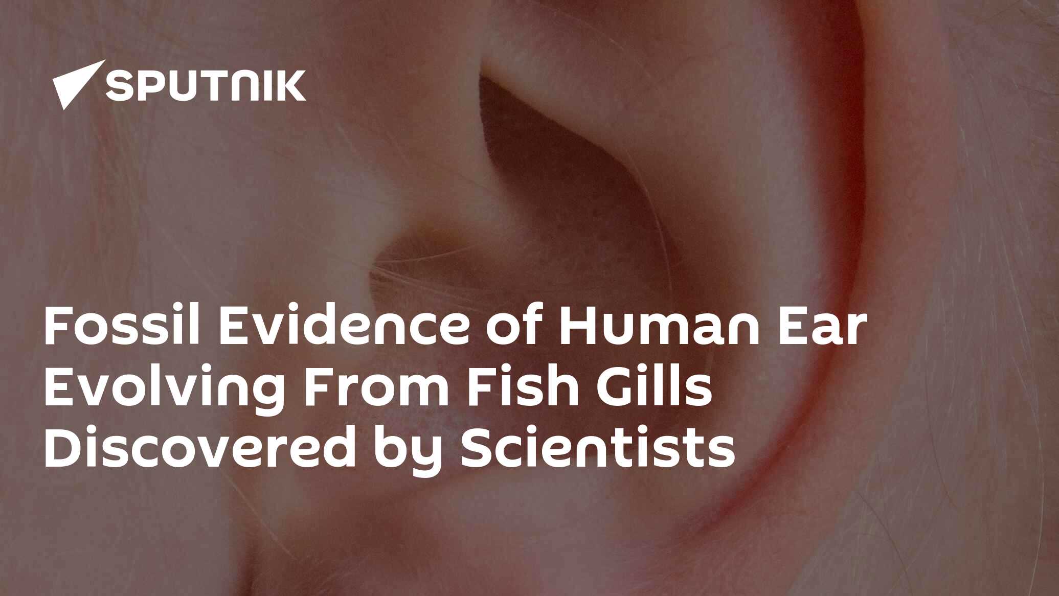 Fossil Evidence of Human Ear Evolving From Fish Gills Discovered by ...