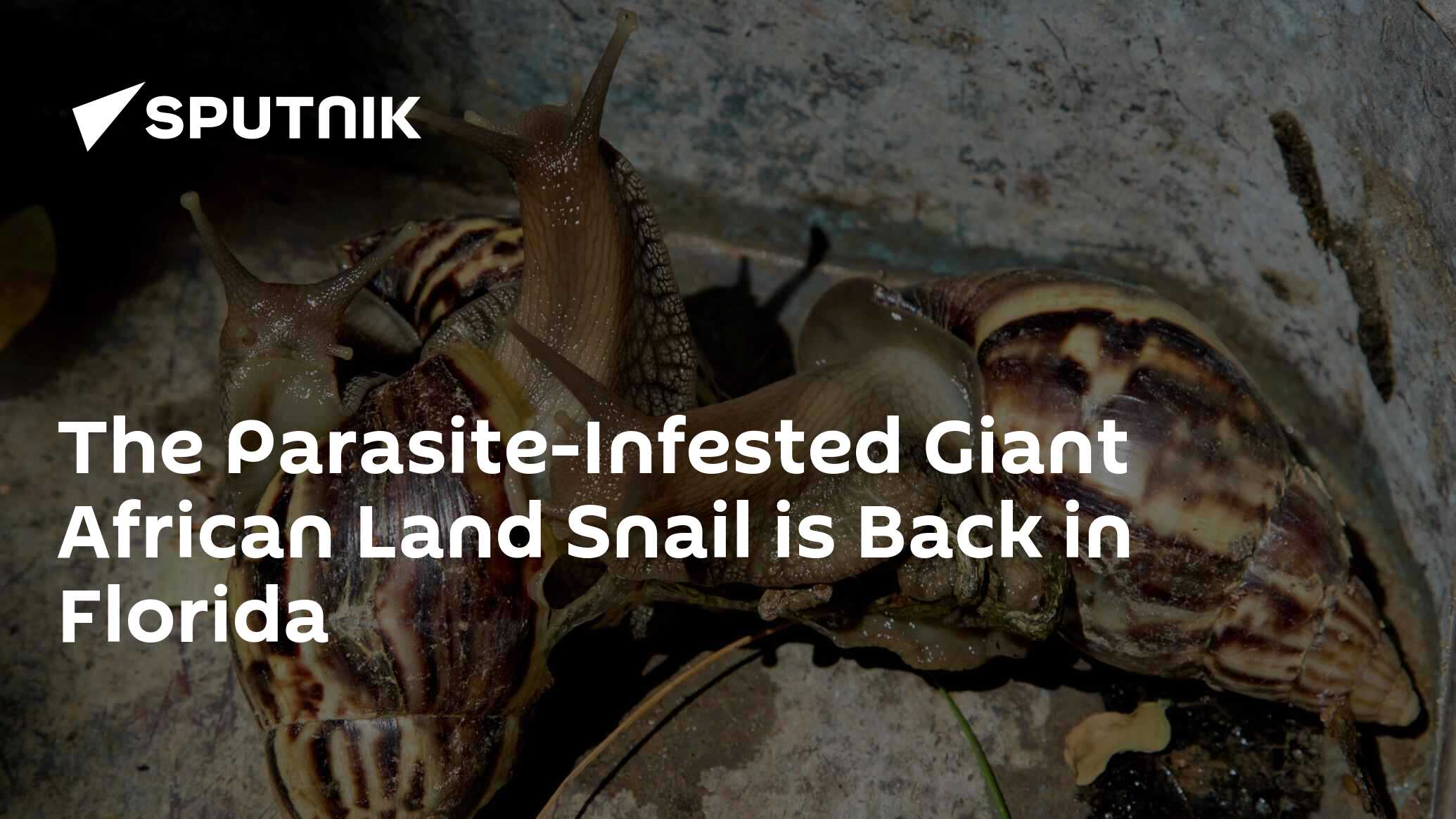 The Parasite-Infested Giant African Land Snail is Back in Florida - 08. ...
