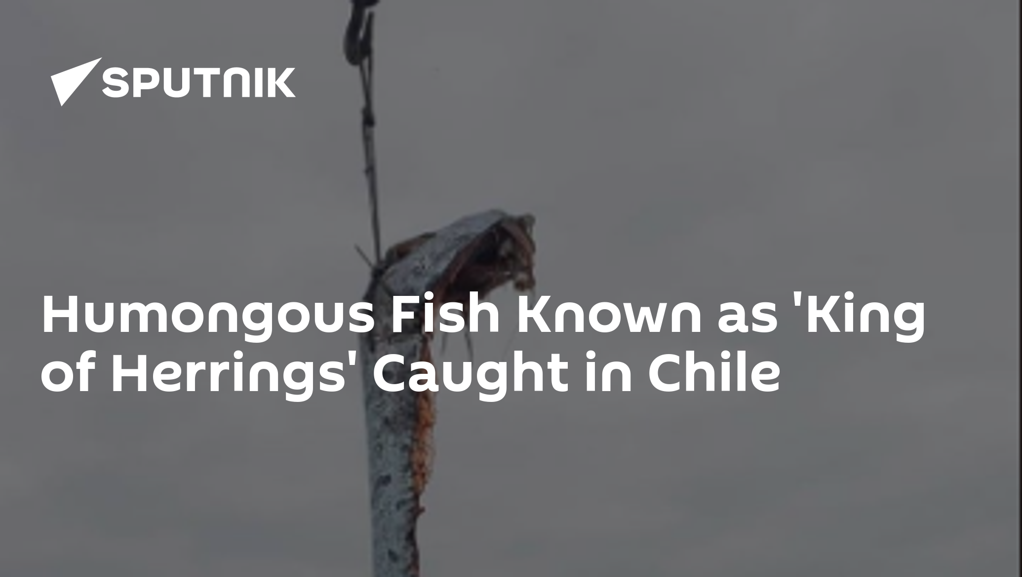 Humongous Fish Known as 'King of Herrings' Caught in Chile - 13.07.2022 ...