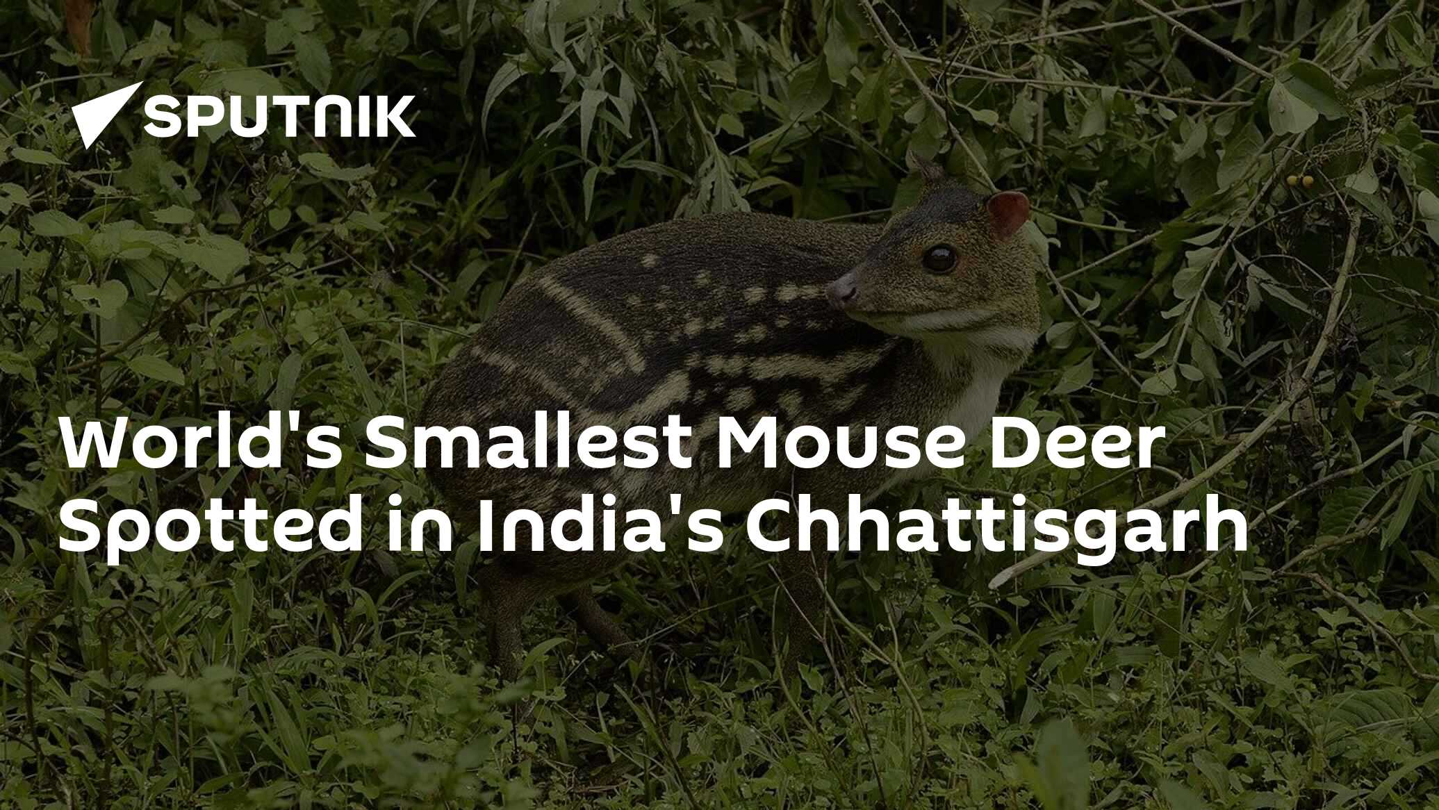 World's Smallest Mouse Deer Spotted in India's Chhattisgarh - 29.07. ...