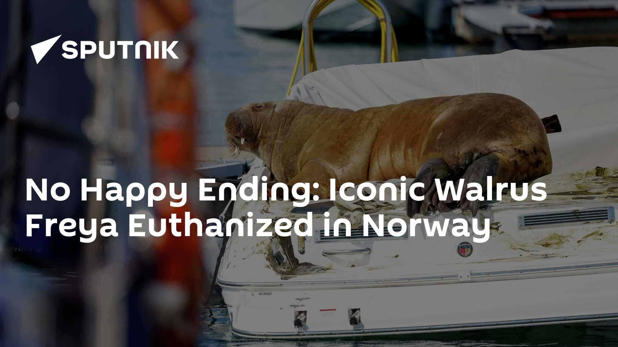 No Happy Ending: Iconic Walrus Freya Euthanized in Norway - 14.08.2022 ...