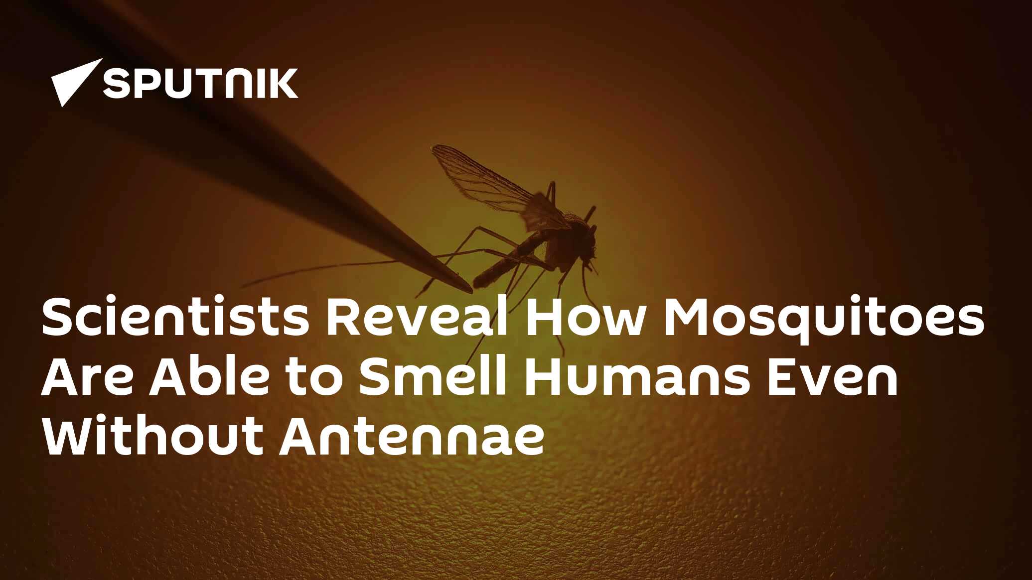 Scientists Reveal How Mosquitoes Are Able to Smell Humans Even Without ...