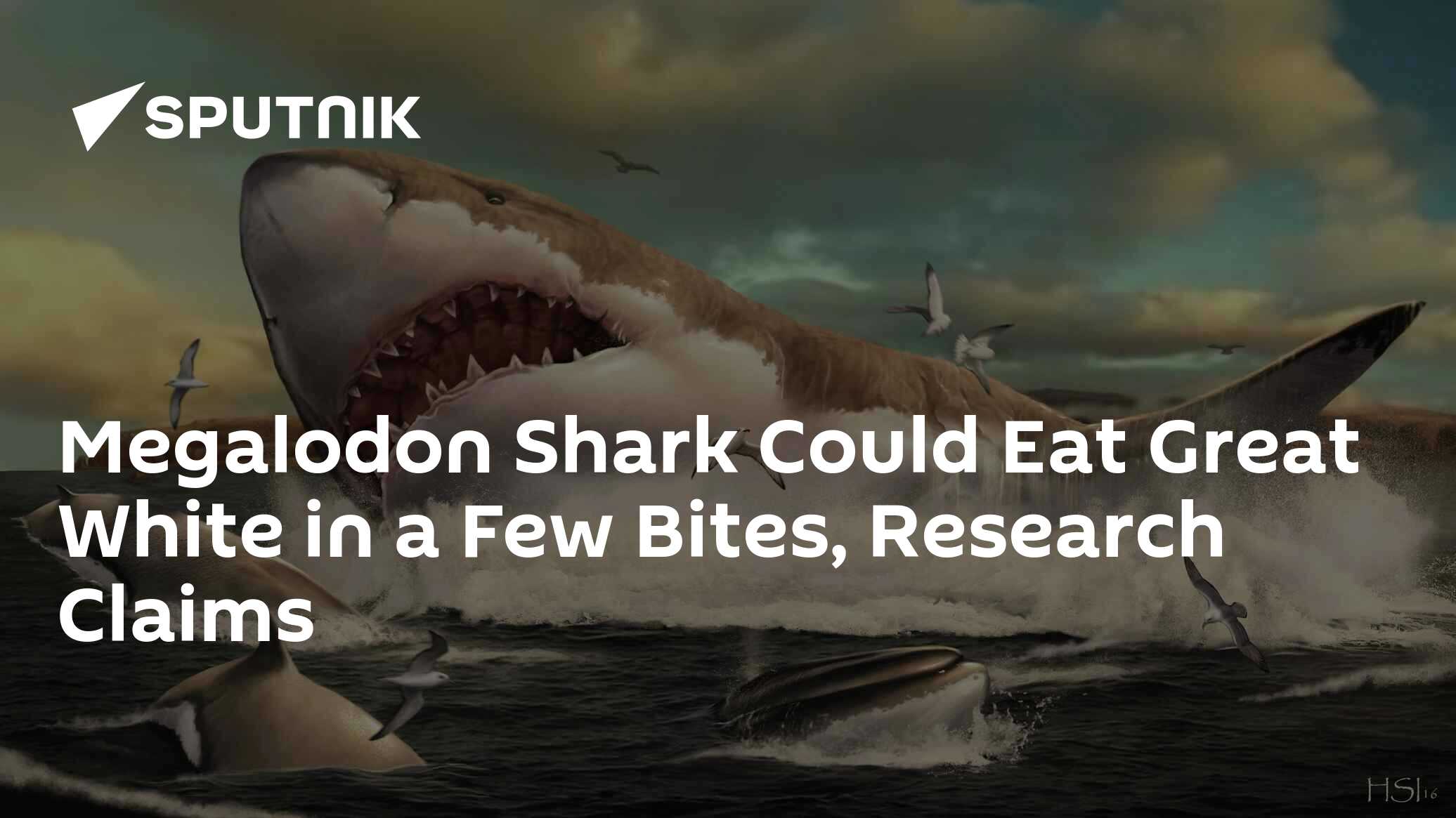 Megalodon Shark Could Eat Great White in a Few Bites, Research Claims ...