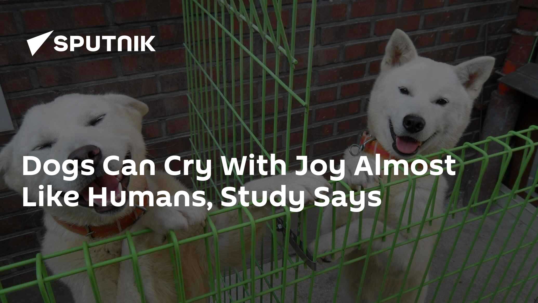 Dogs Can Cry With Joy Almost Like Humans, Study Says - 24.08.2022 ...