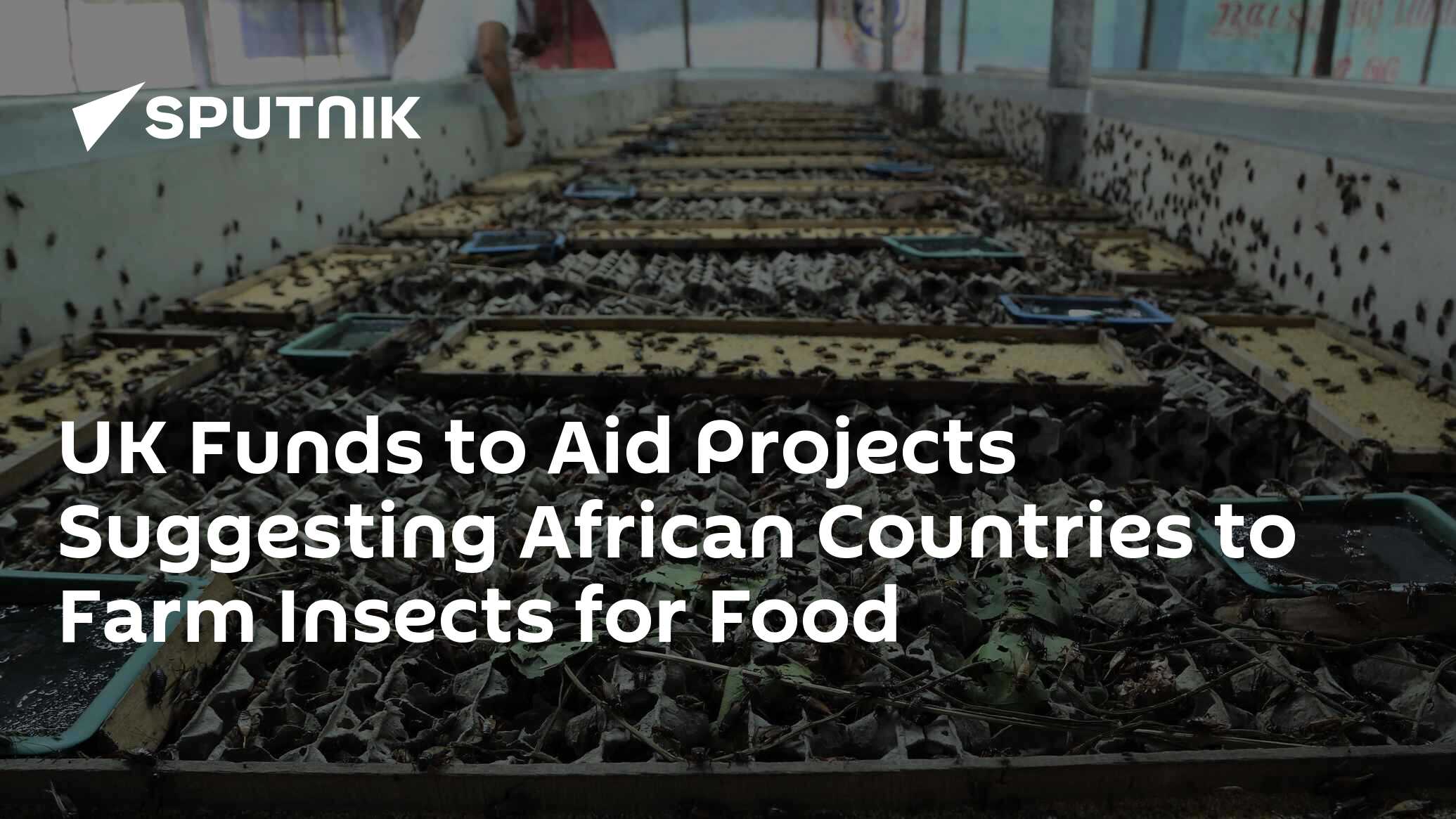 UK Funds to Aid Projects Suggesting African Countries to Farm Insects ...