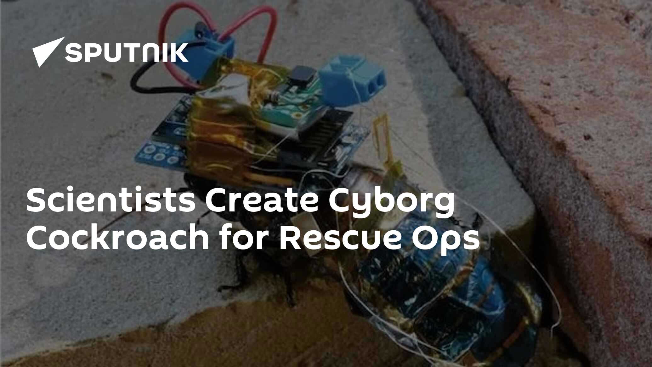 Scientists Create Cyborg Cockroach for Rescue Ops - 06.09.2022, Sputnik ...