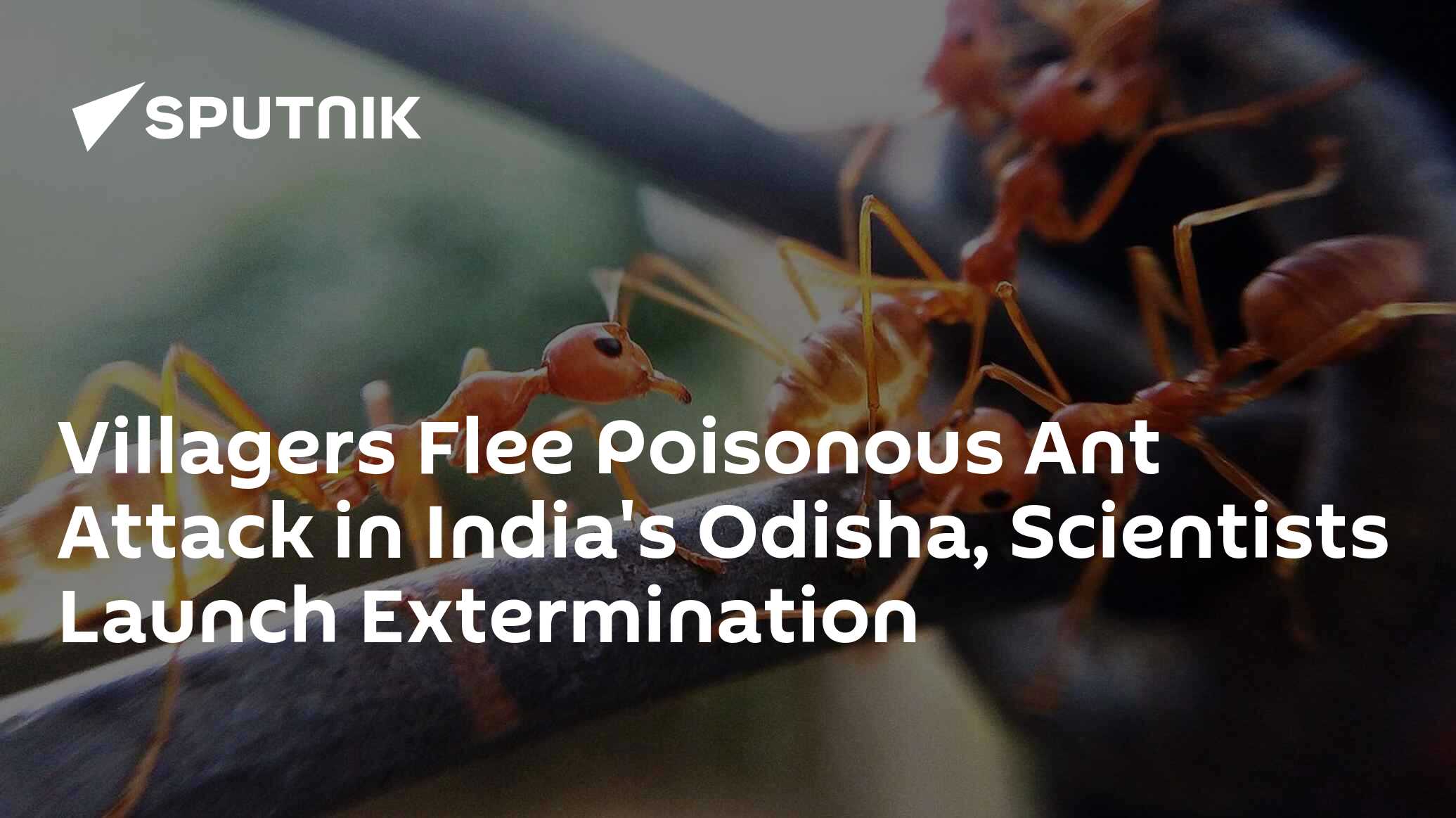 Villagers Flee Poisonous Ant Attack in India's Odisha, Scientists ...